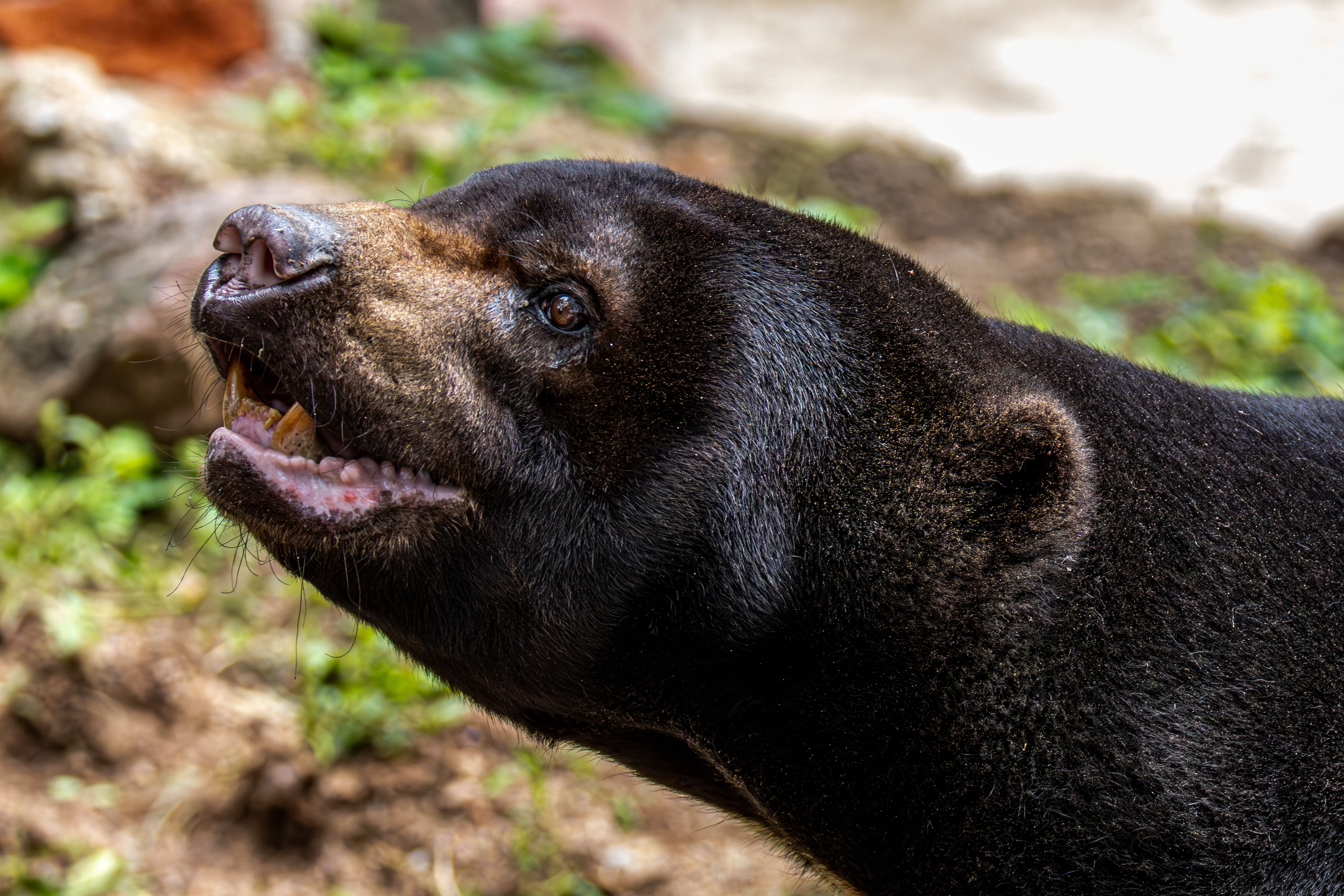 Close-up of a Malayan Sun Bear in Natural Habitat · Free Stock Photo