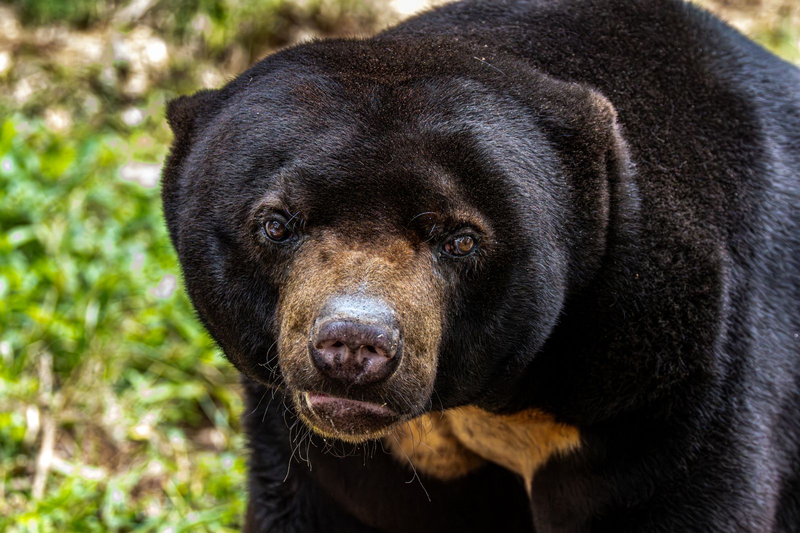 Bear Face Photos, Download The BEST Free Bear Face Stock Photos & HD Images