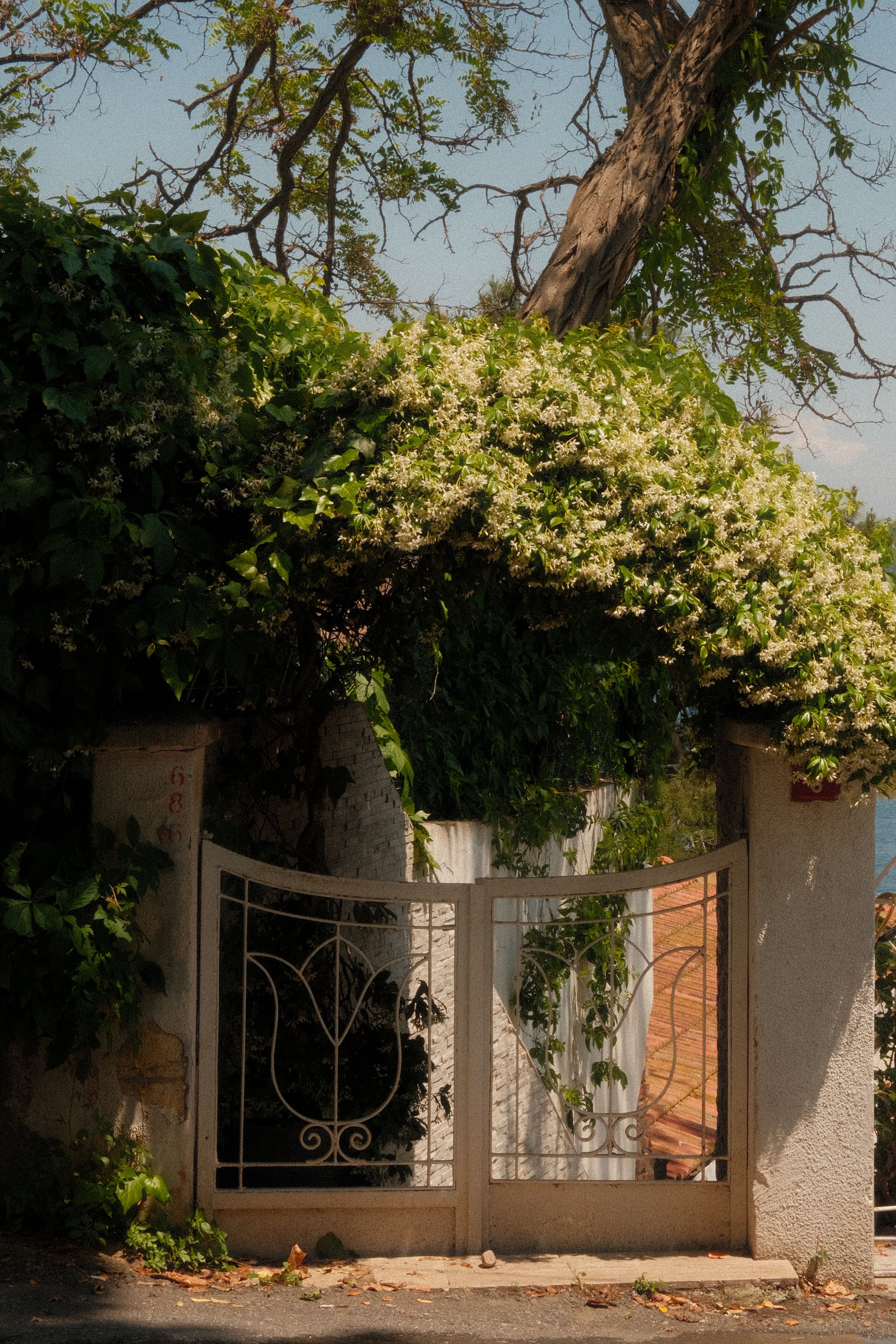Door Flowers Photos, Download The BEST Free Door Flowers Stock Photos ...