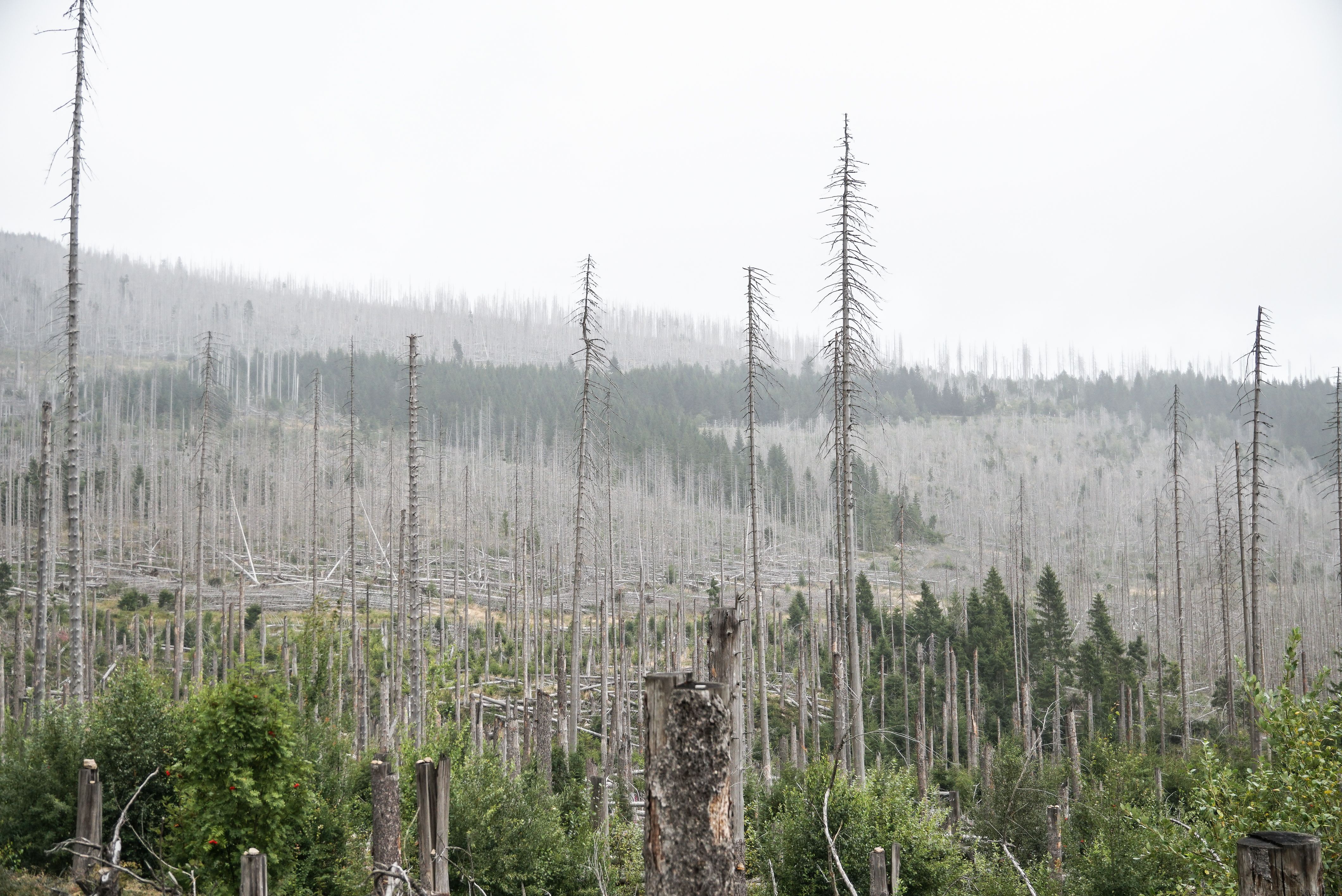 Deforestation Poster Photos, Download The BEST Free Deforestation ...