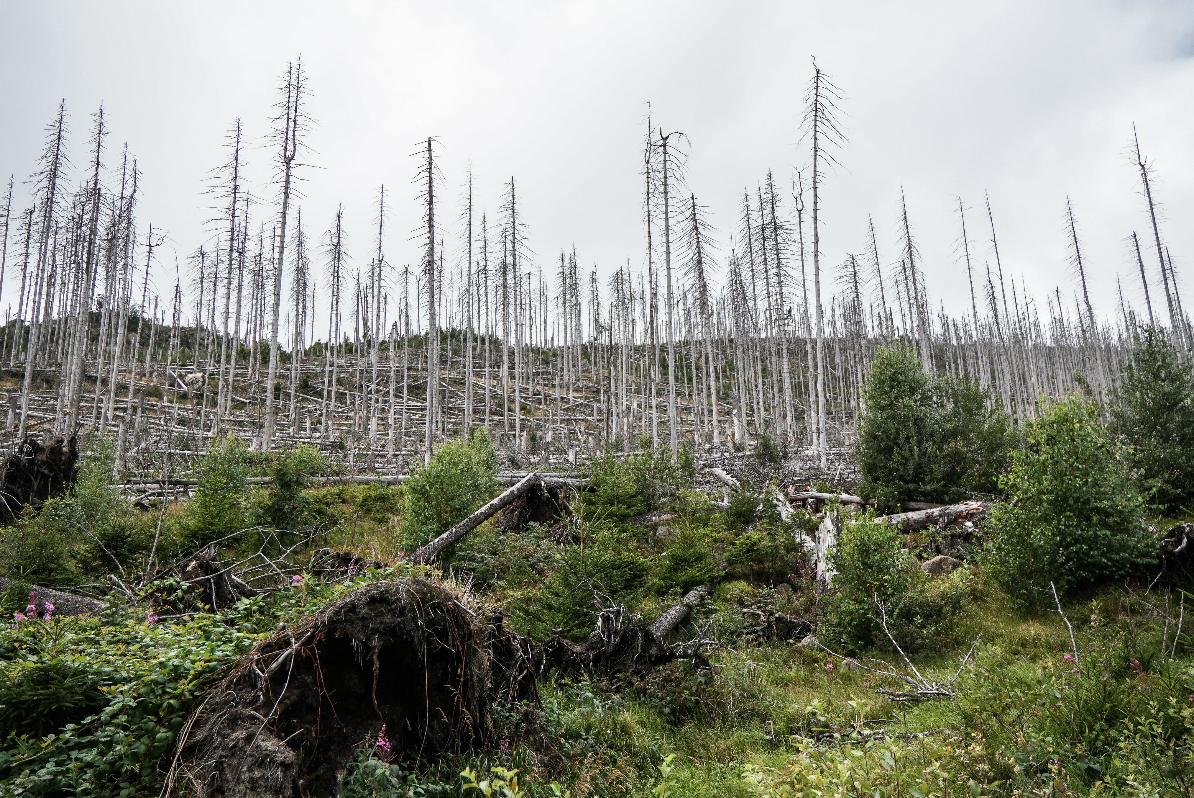 Before And After Deforestation Photos, Download The BEST Free Before ...