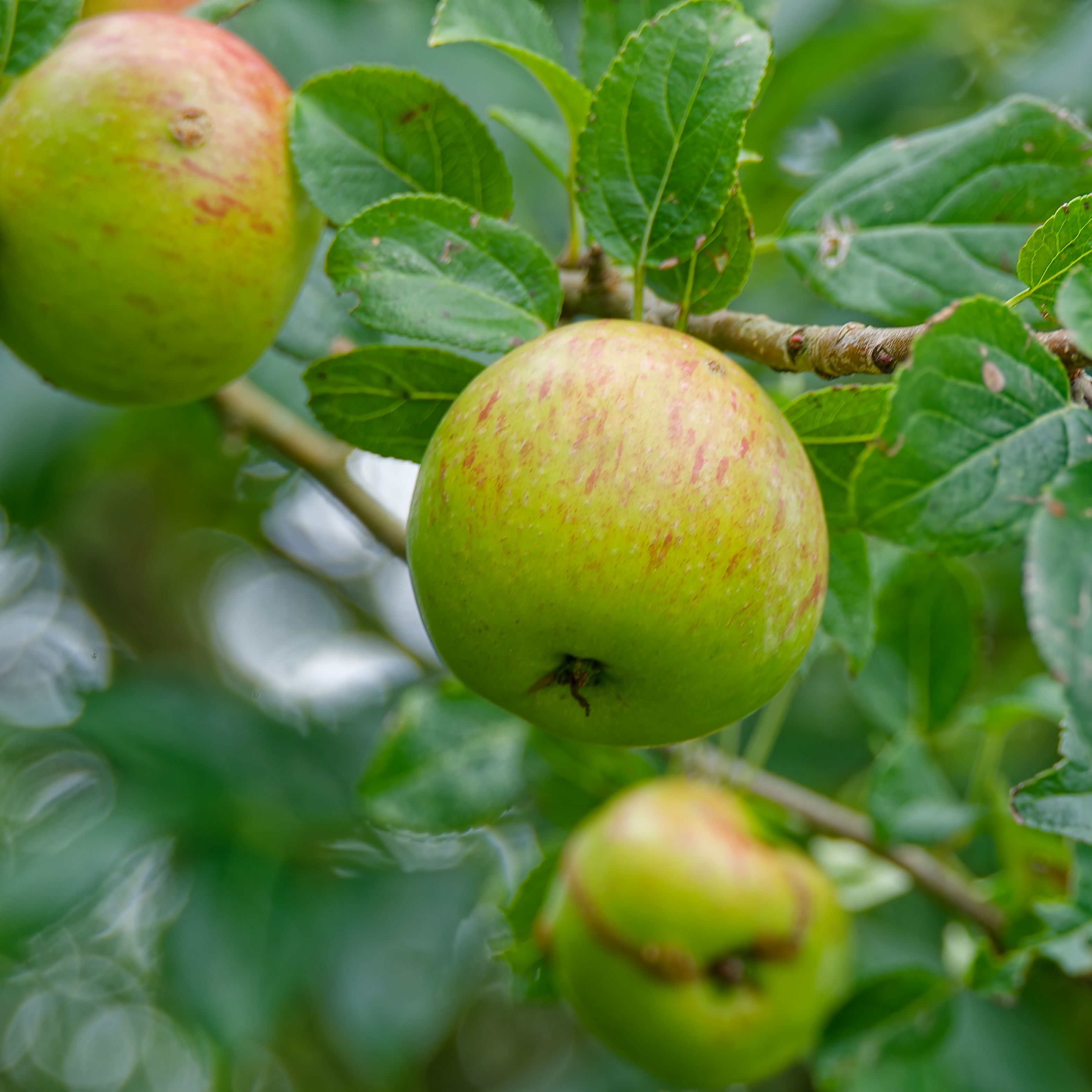 Green Apple Photos, Download The BEST Free Green Apple Stock Photos ...