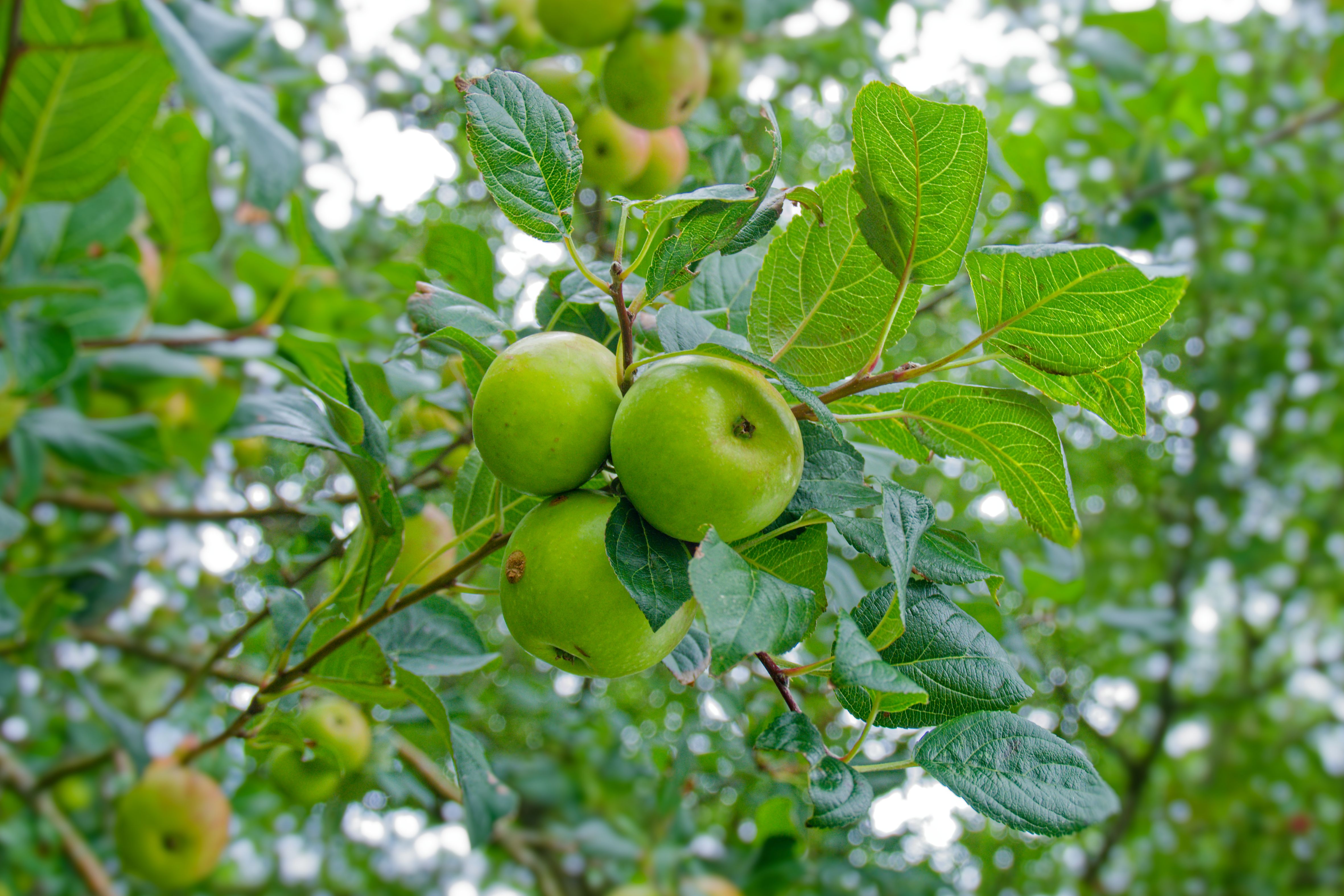 Apple Tree Photos, Download The BEST Free Apple Tree Stock Photos & HD ...