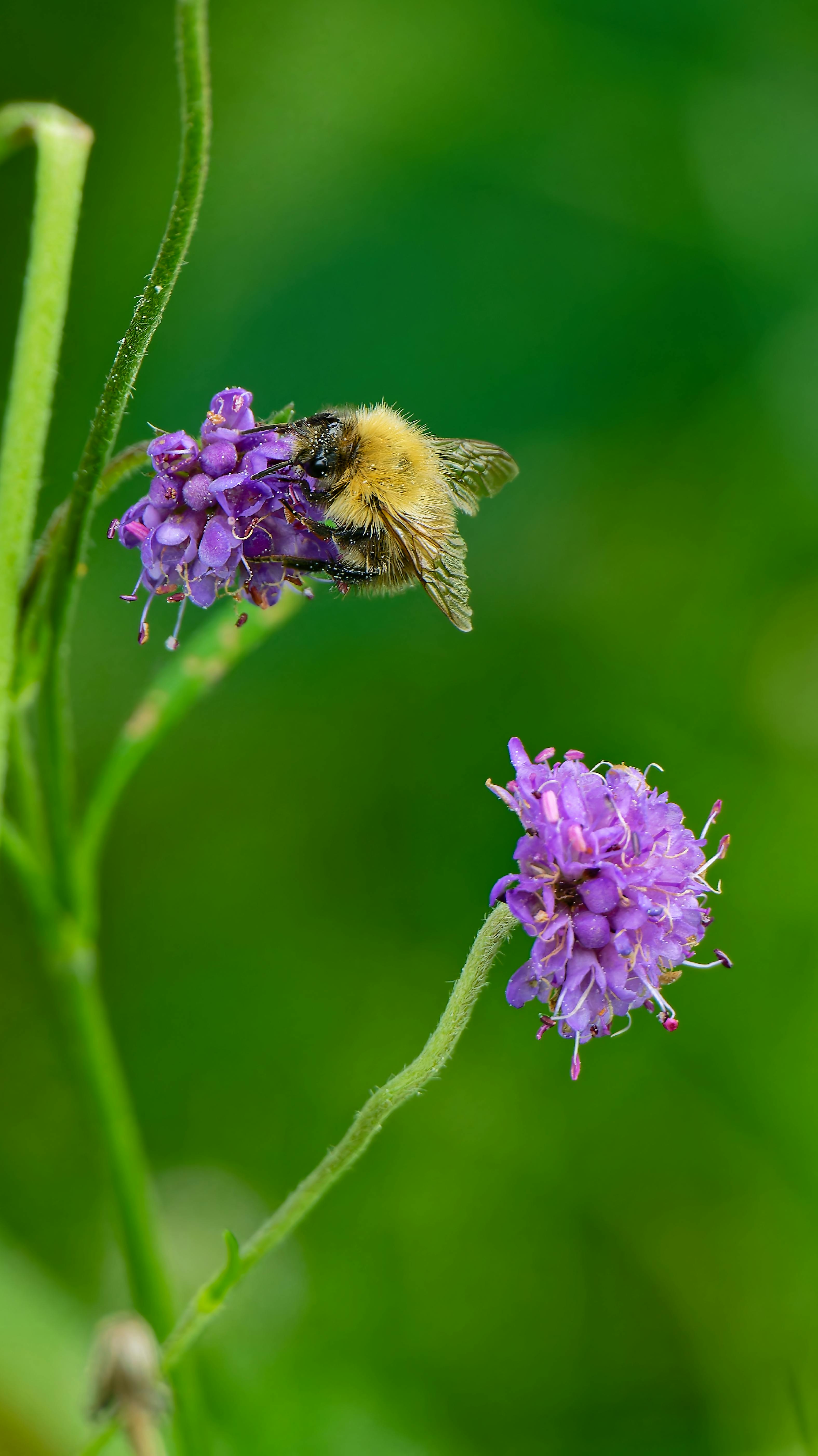 Bumblebee Photos, Download The BEST Free Bumblebee Stock Photos & HD Images