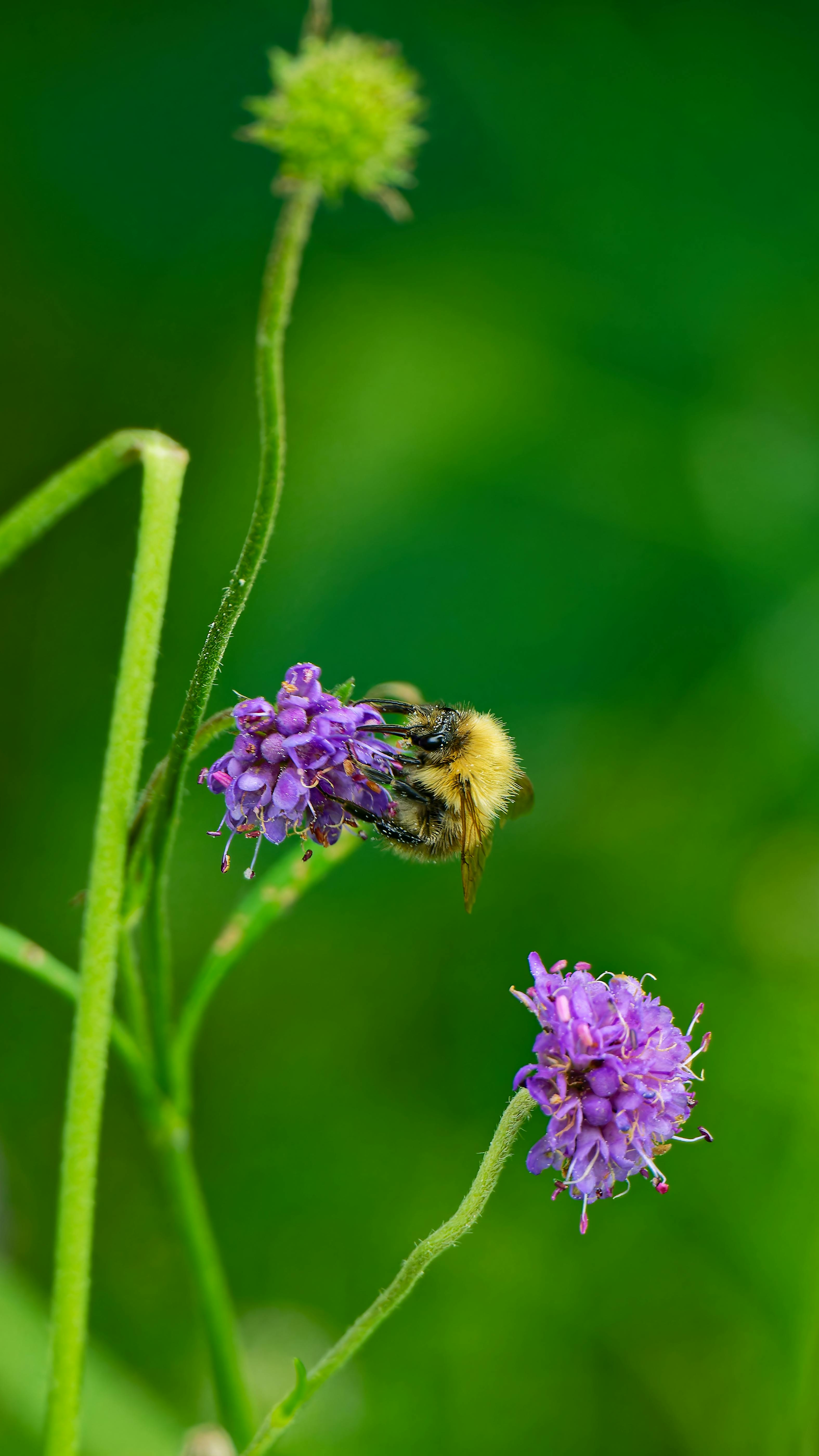 Bumblebee Photos, Download The BEST Free Bumblebee Stock Photos & HD Images
