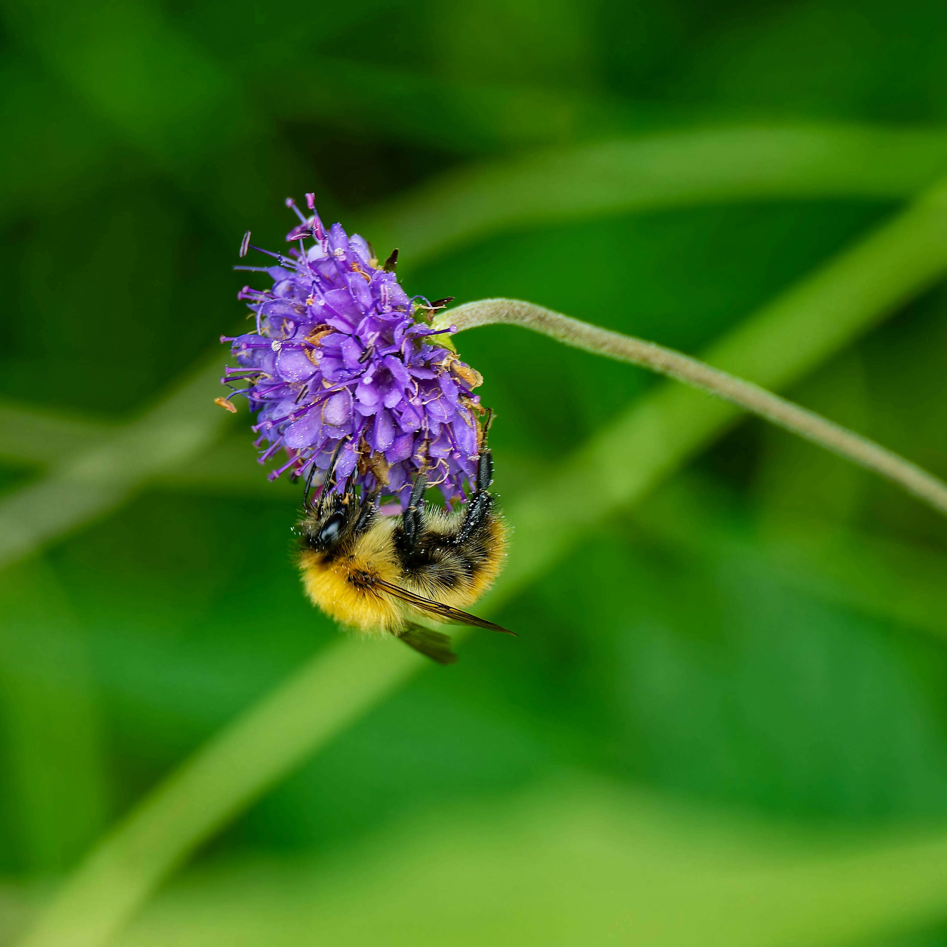 Bumble Bee Photos, Download The BEST Free Bumble Bee Stock Photos & HD ...
