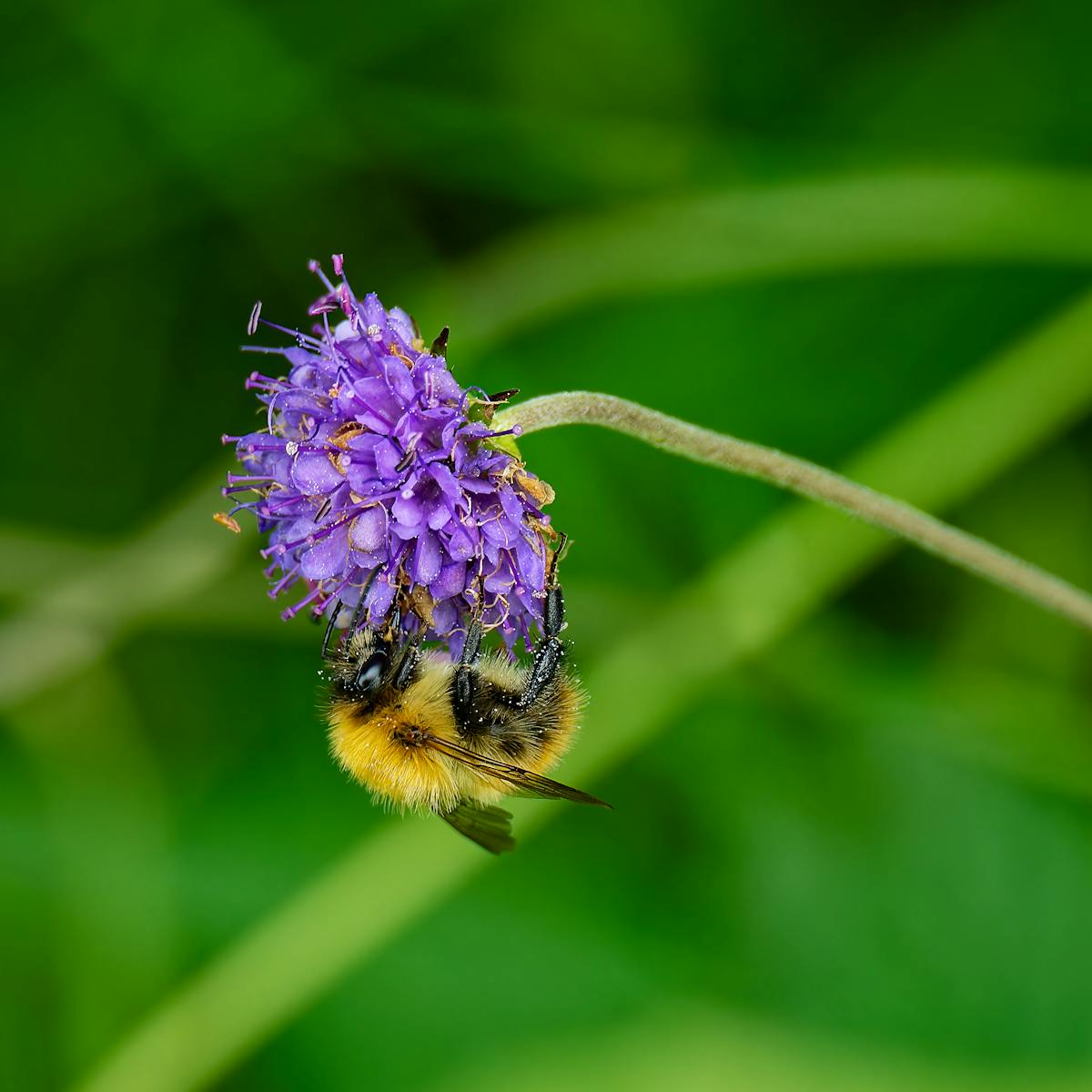 Bumblebee Photos, Download The BEST Free Bumblebee Stock Photos & HD Images