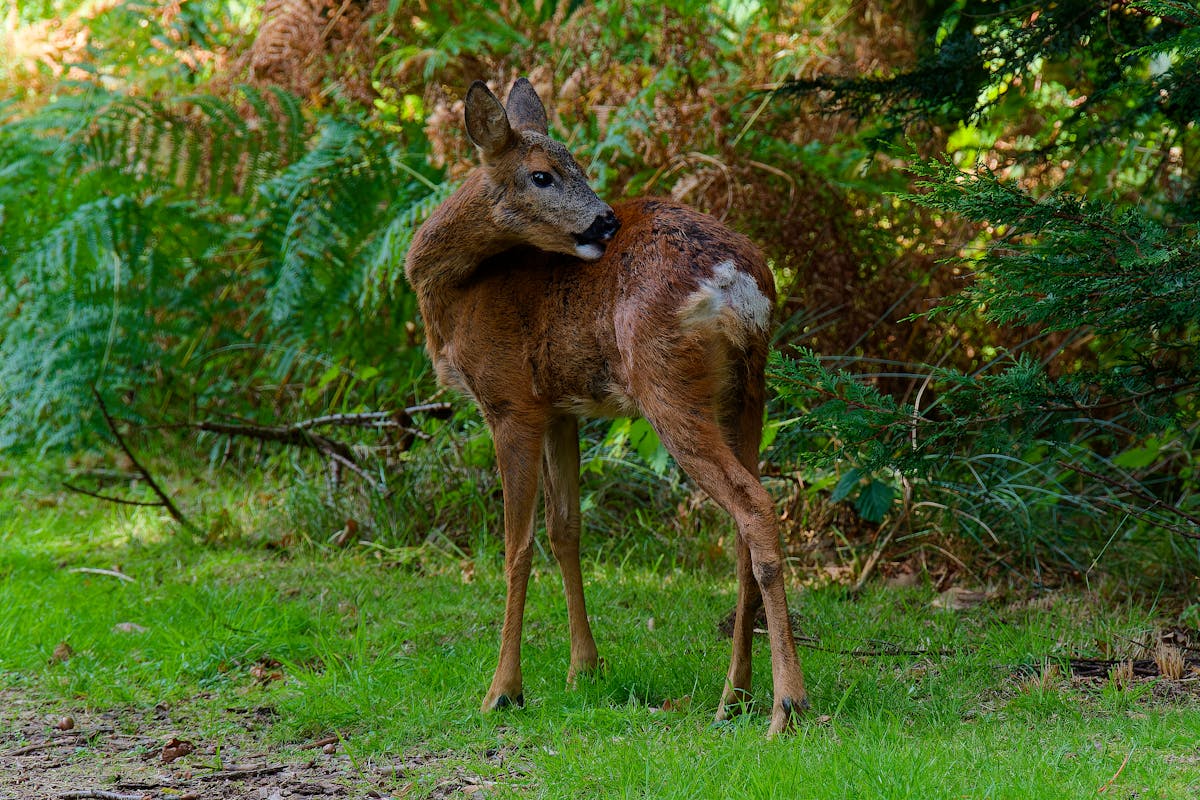 Standing Deer Photos, Download The BEST Free Standing Deer Stock Photos ...