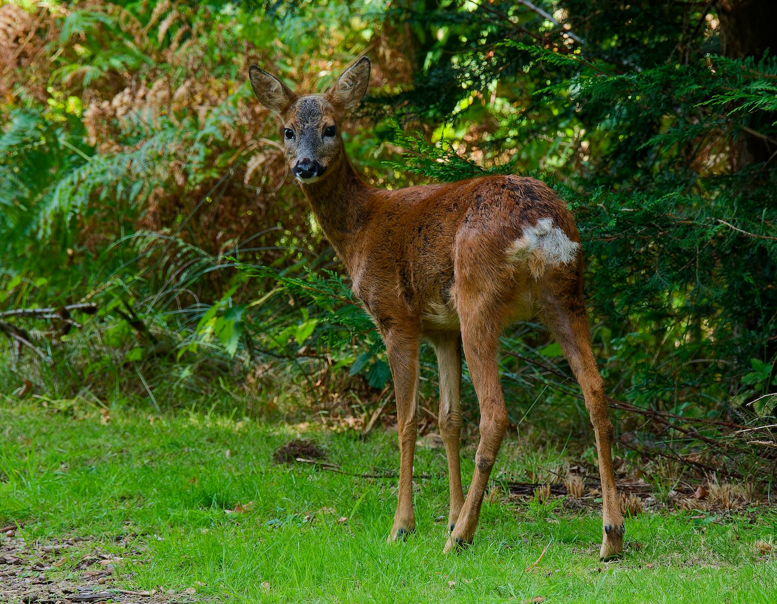 Standing Deer Photos, Download The BEST Free Standing Deer Stock Photos ...
