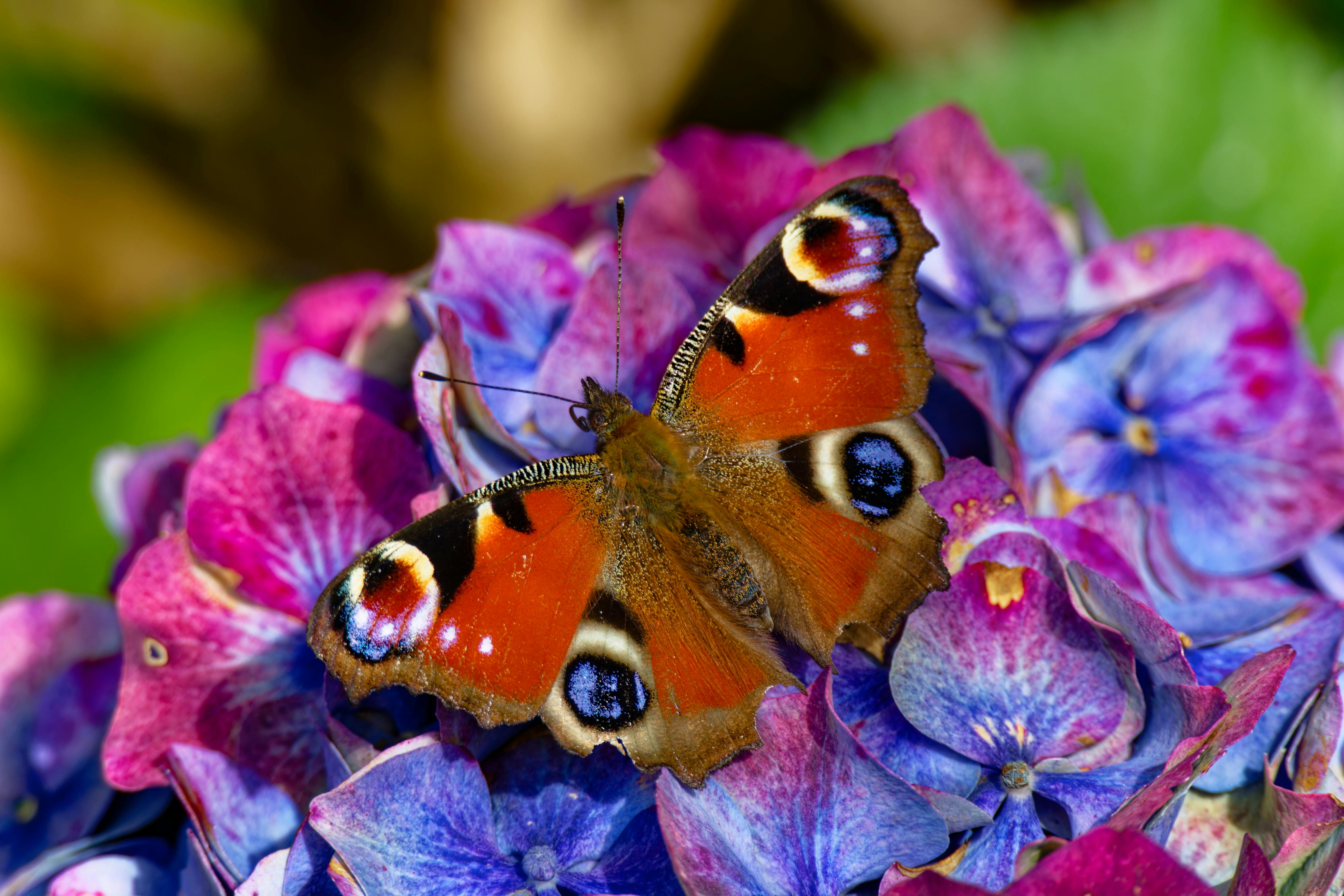 28.253+ Fotos y Imágenes de Lilo y stich Gratis · Banco de Fotos Gratis