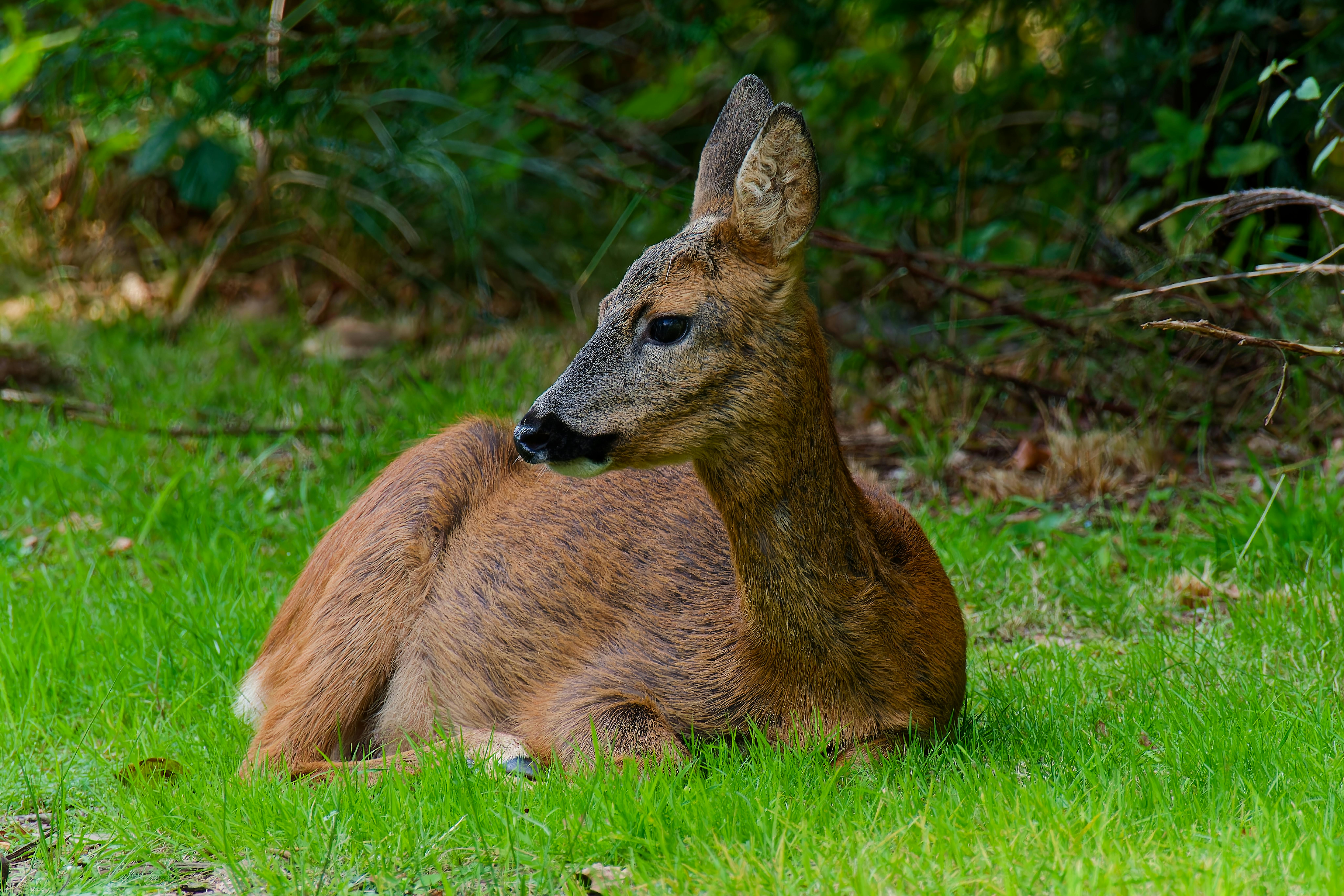 Deer. Photos, Download The BEST Free Deer. Stock Photos & HD Images