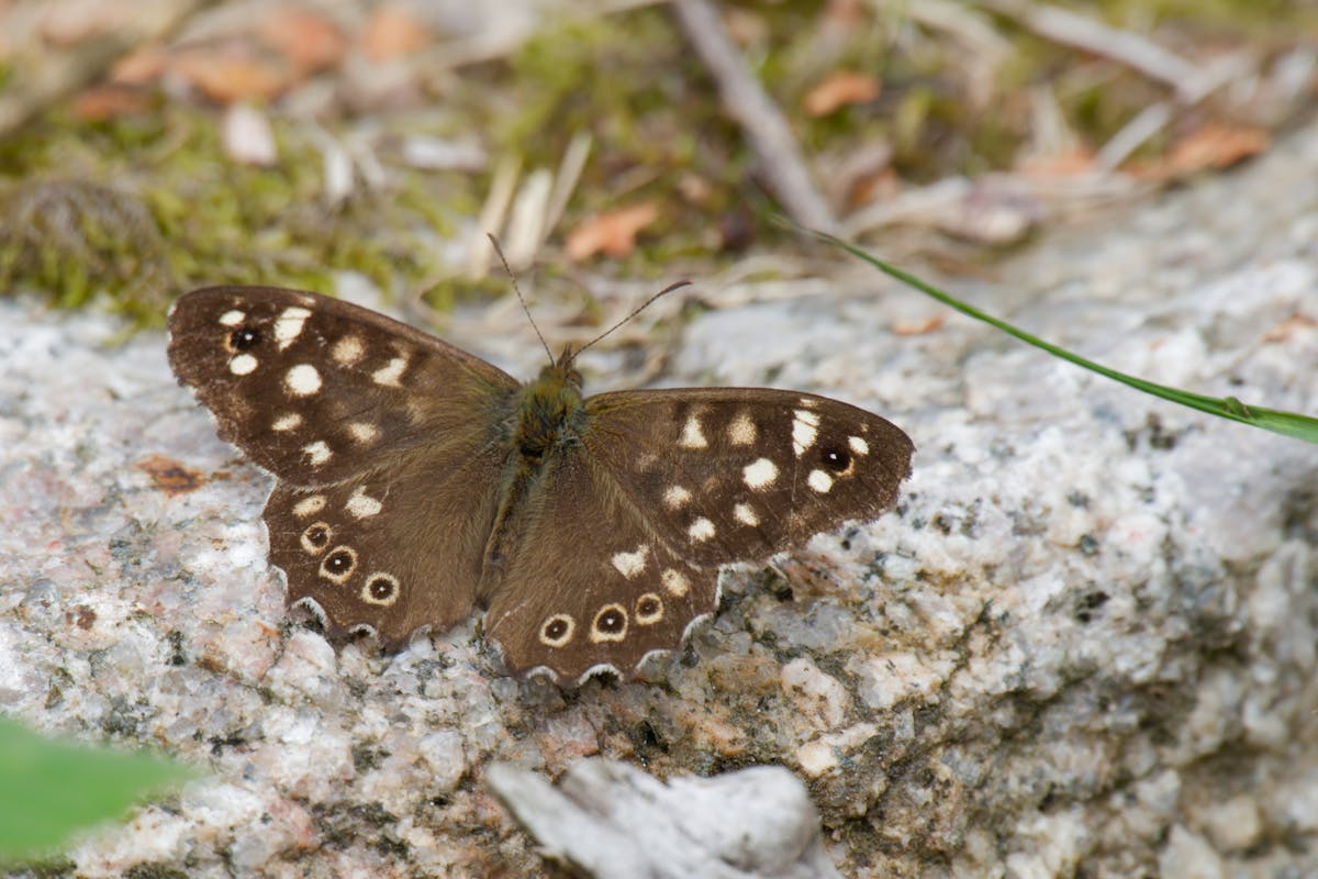 Butterfly Without Color Photos, Download The BEST Free Butterfly ...