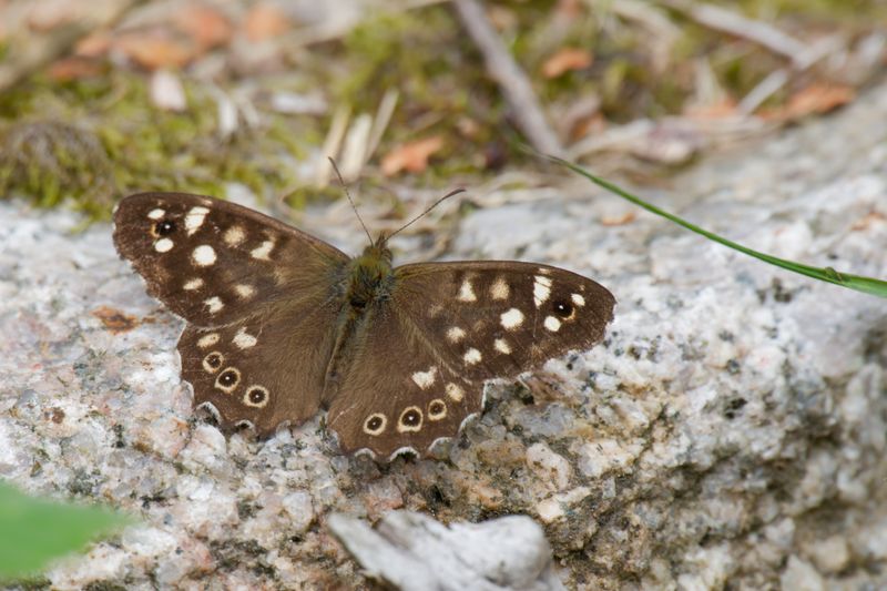Butterfly Without Color Photos, Download The BEST Free Butterfly ...