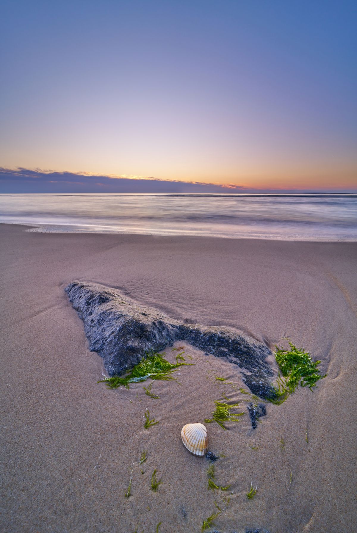 Seashell Photos, Download The BEST Free Seashell Stock Photos & HD Images