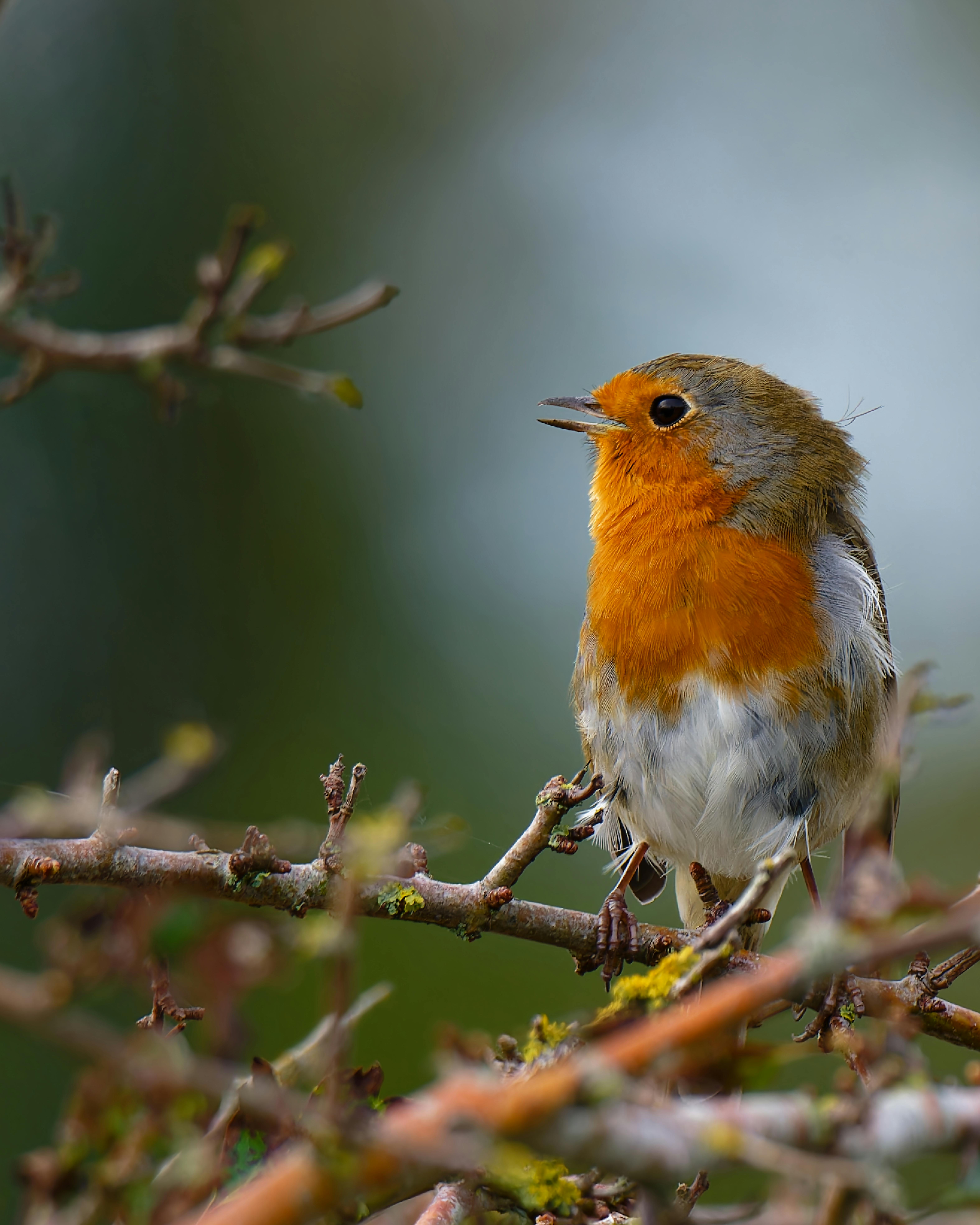 Breast+Reveal+Gifs Photos, Download The BEST Free Breast+Reveal+Gifs ...