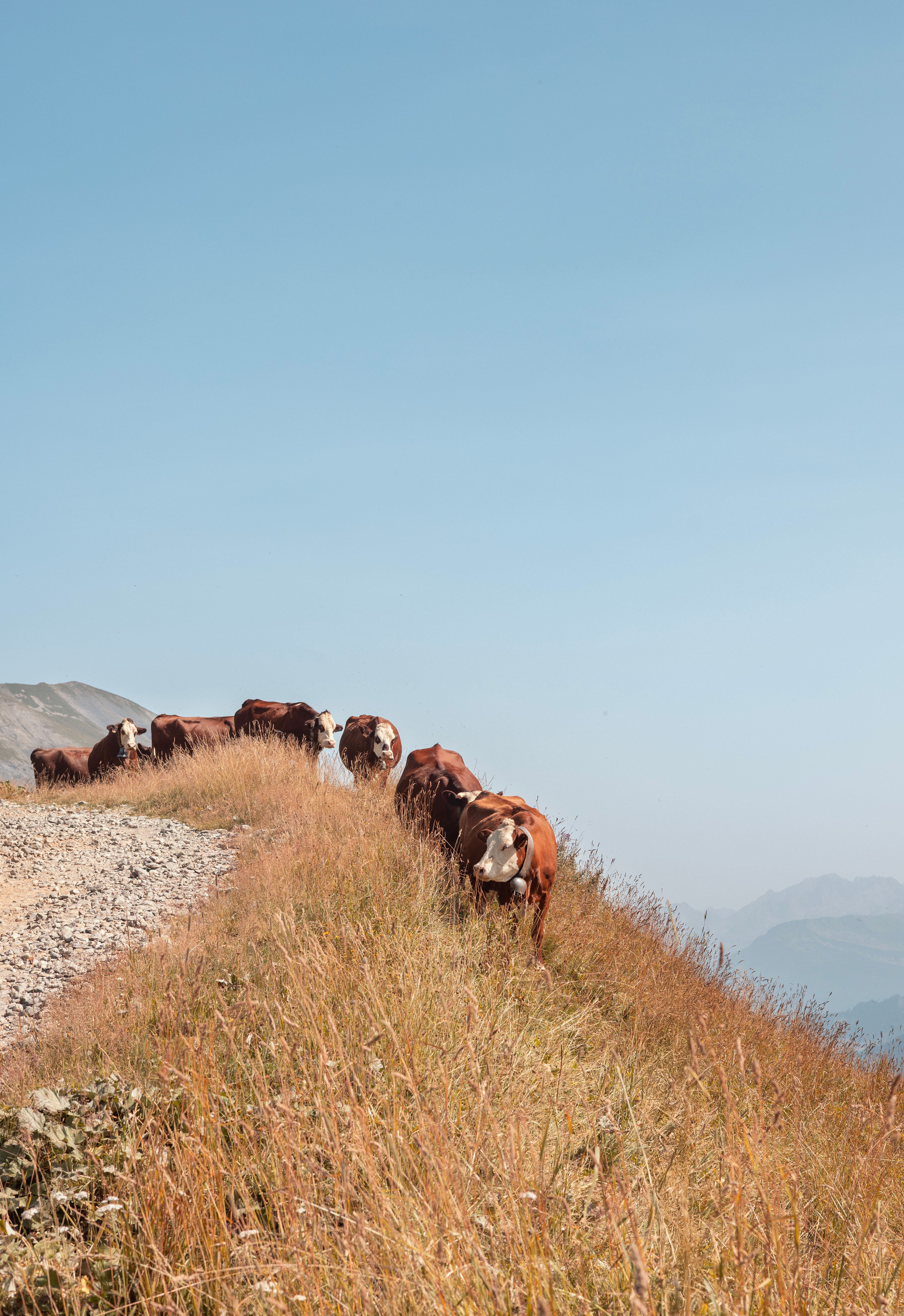 Ridge Photos, Download The BEST Free Ridge Stock Photos & HD Images
