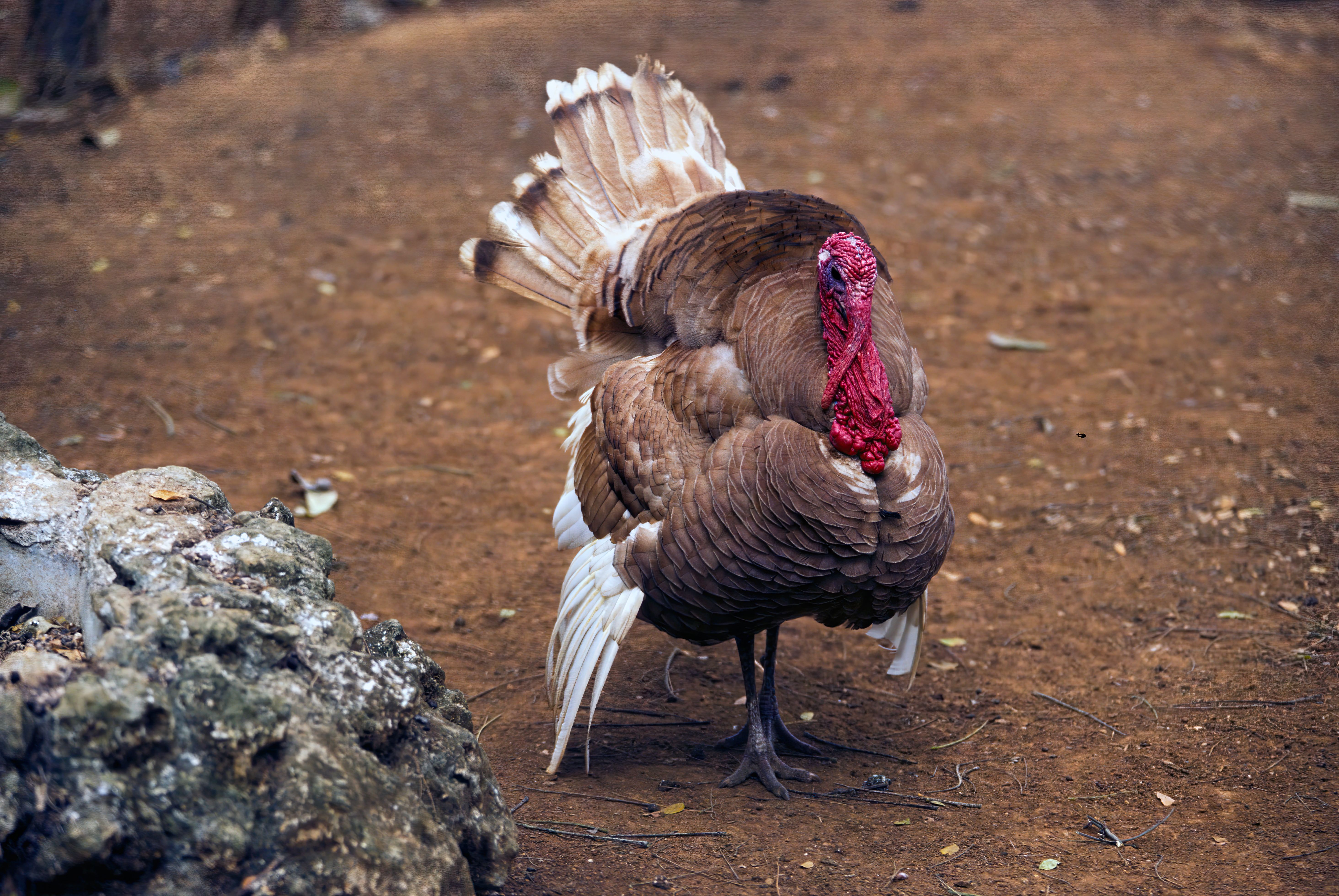 Majestic Turkey Out in the Cuban Countryside · Free Stock Photo
