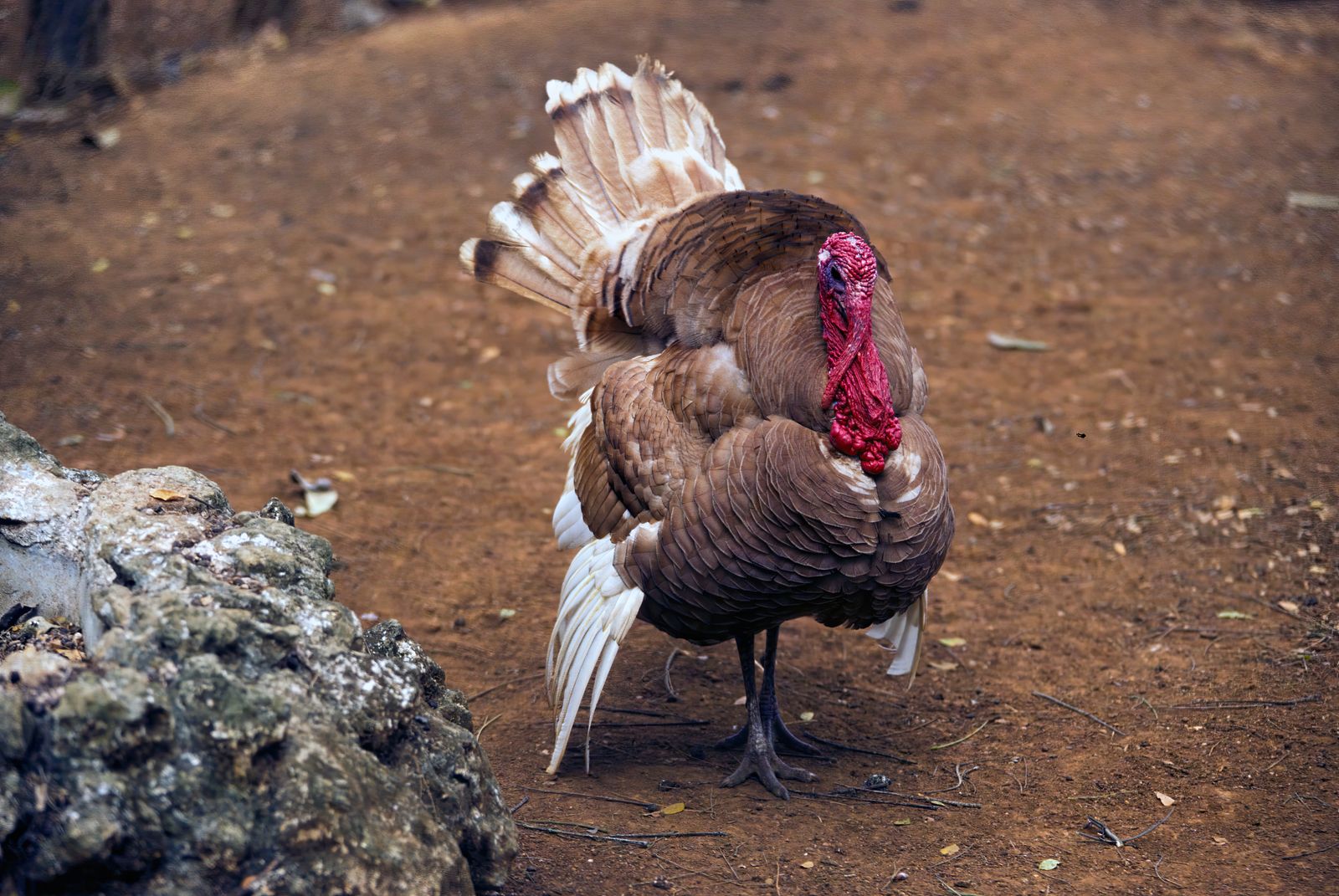 Turkey Bird Photos, Download The BEST Free Turkey Bird Stock Photos ...