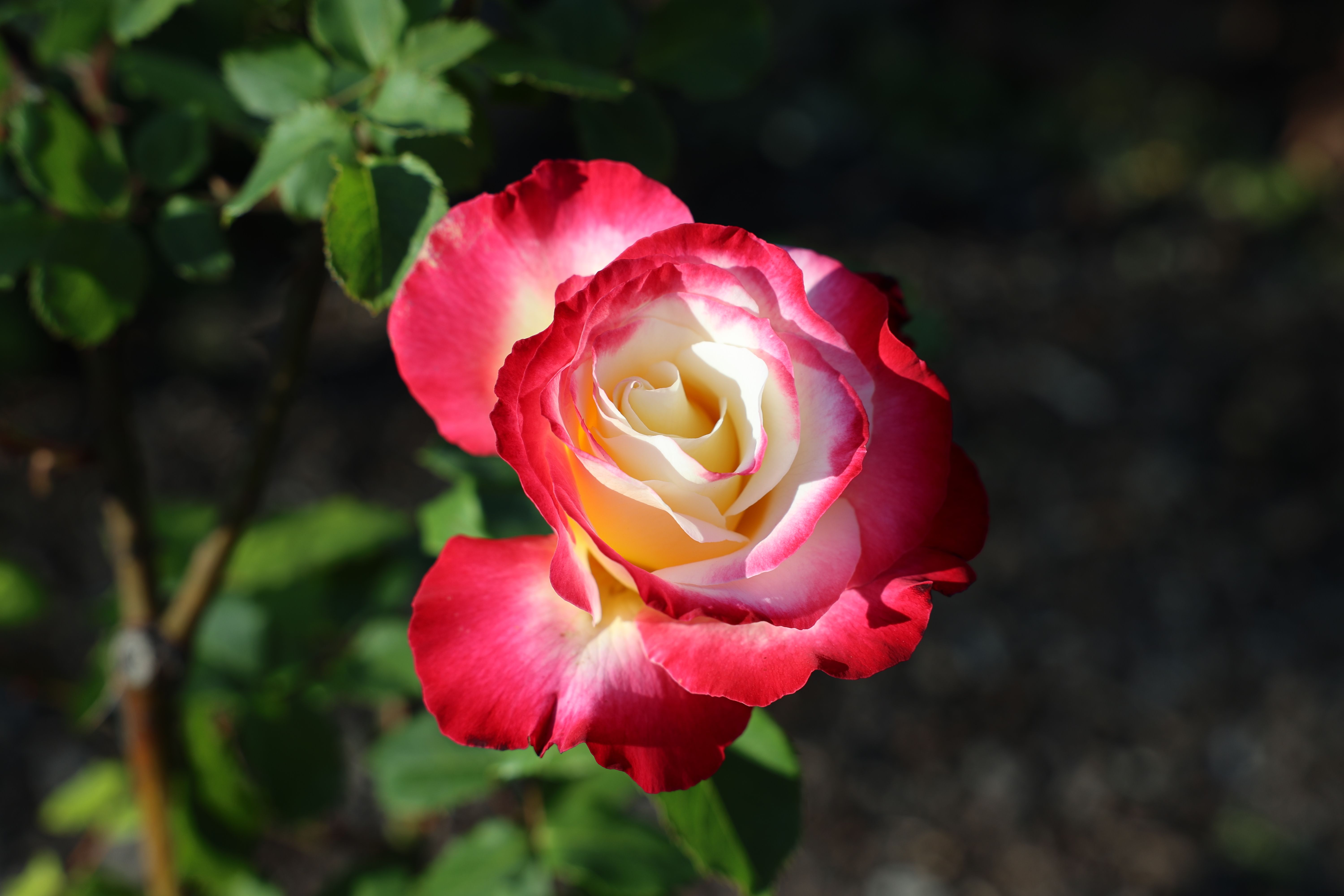 Aesthetic Flowers Photos, Download The BEST Free Aesthetic Flowers ...