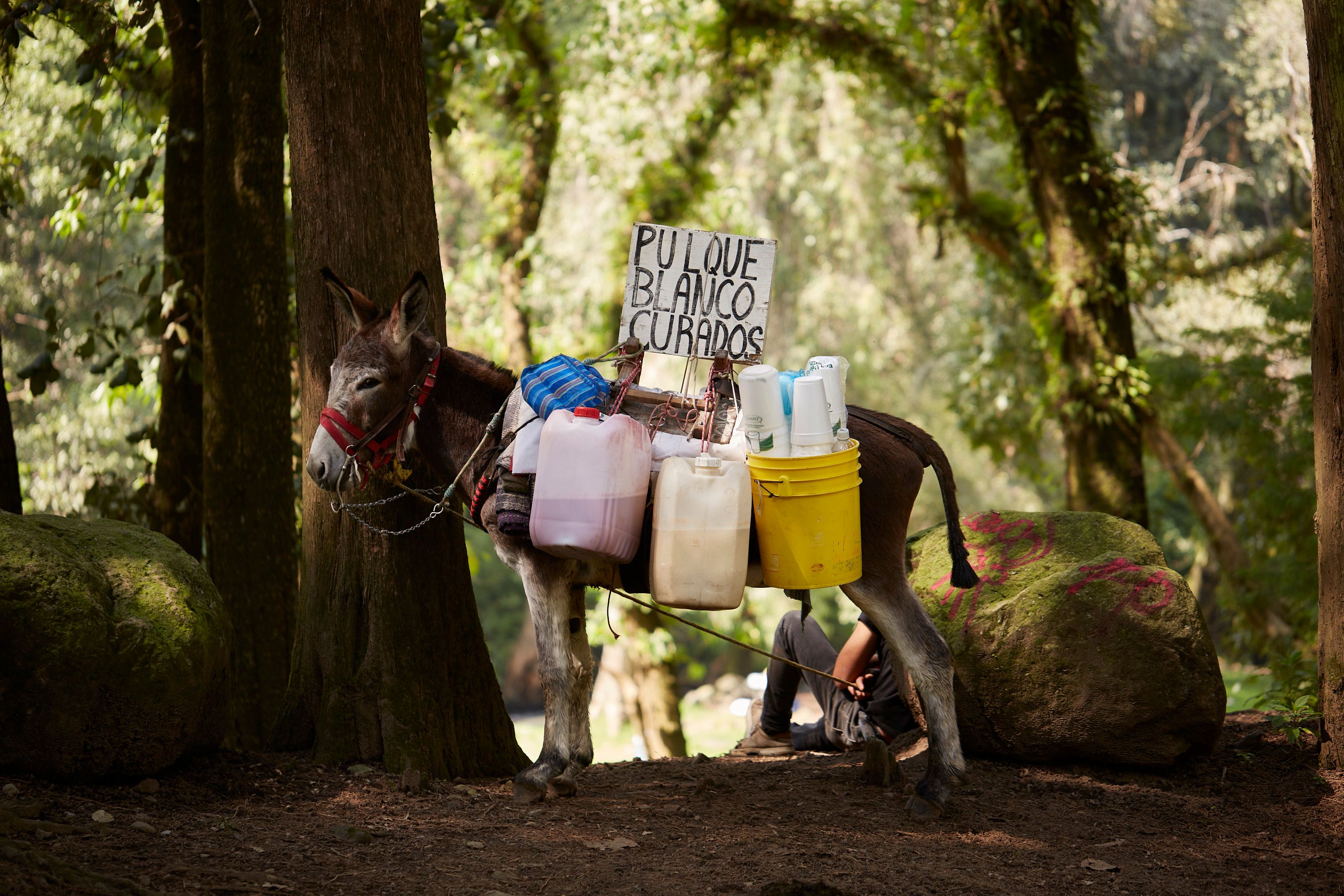 Burro Vendiendo Pulque En Un Exuberante Entorno Forestal · Foto de ...