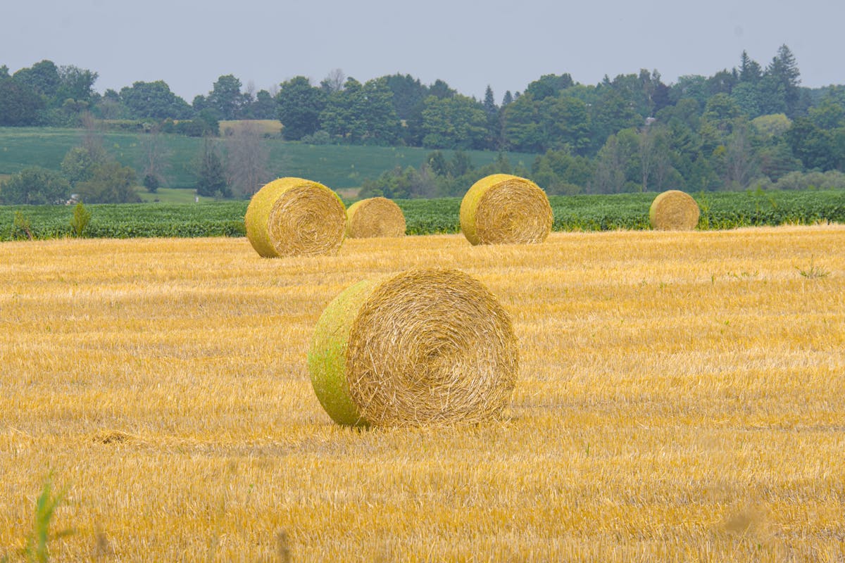 Hay Bales Photos, Download The BEST Free Hay Bales Stock Photos & HD Images
