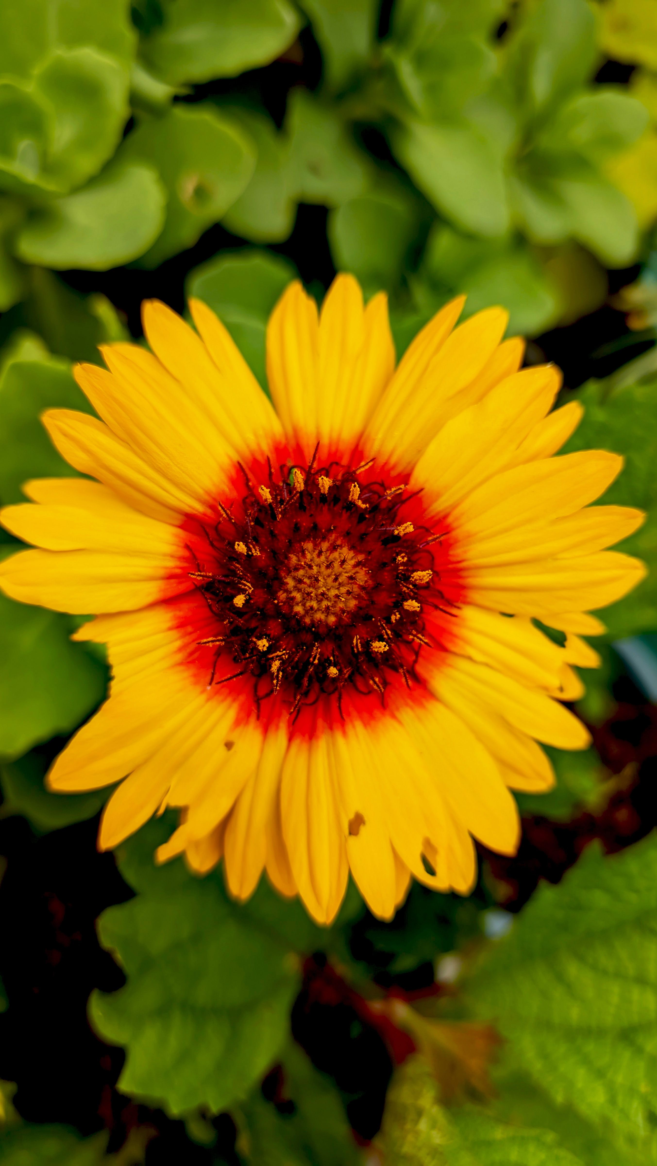 Des Gerberas éclatantes En Pleine Floraison à L'extérieur · Photo gratuite