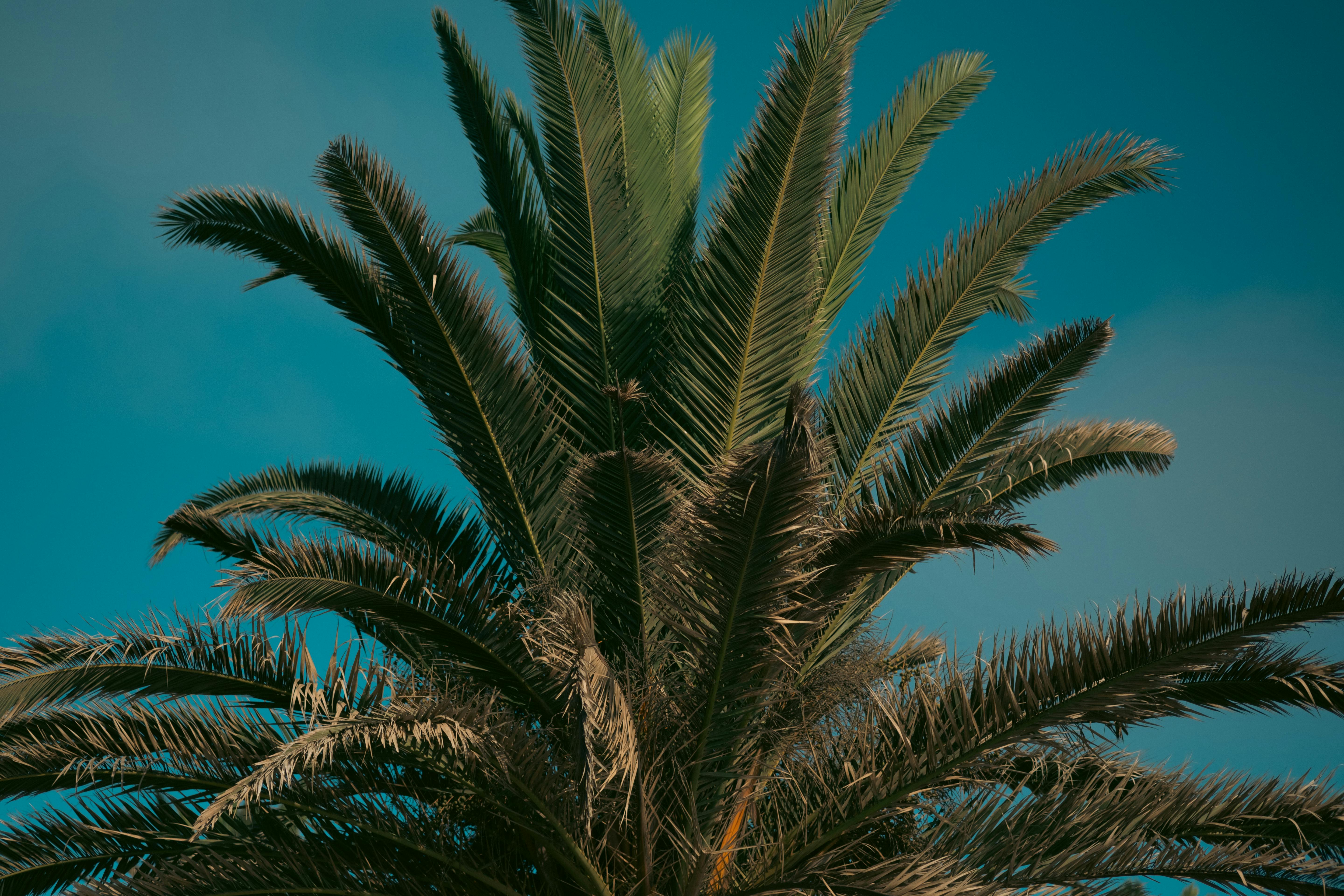 Sun Without Background Photos, Download The BEST Free Sun Without ...