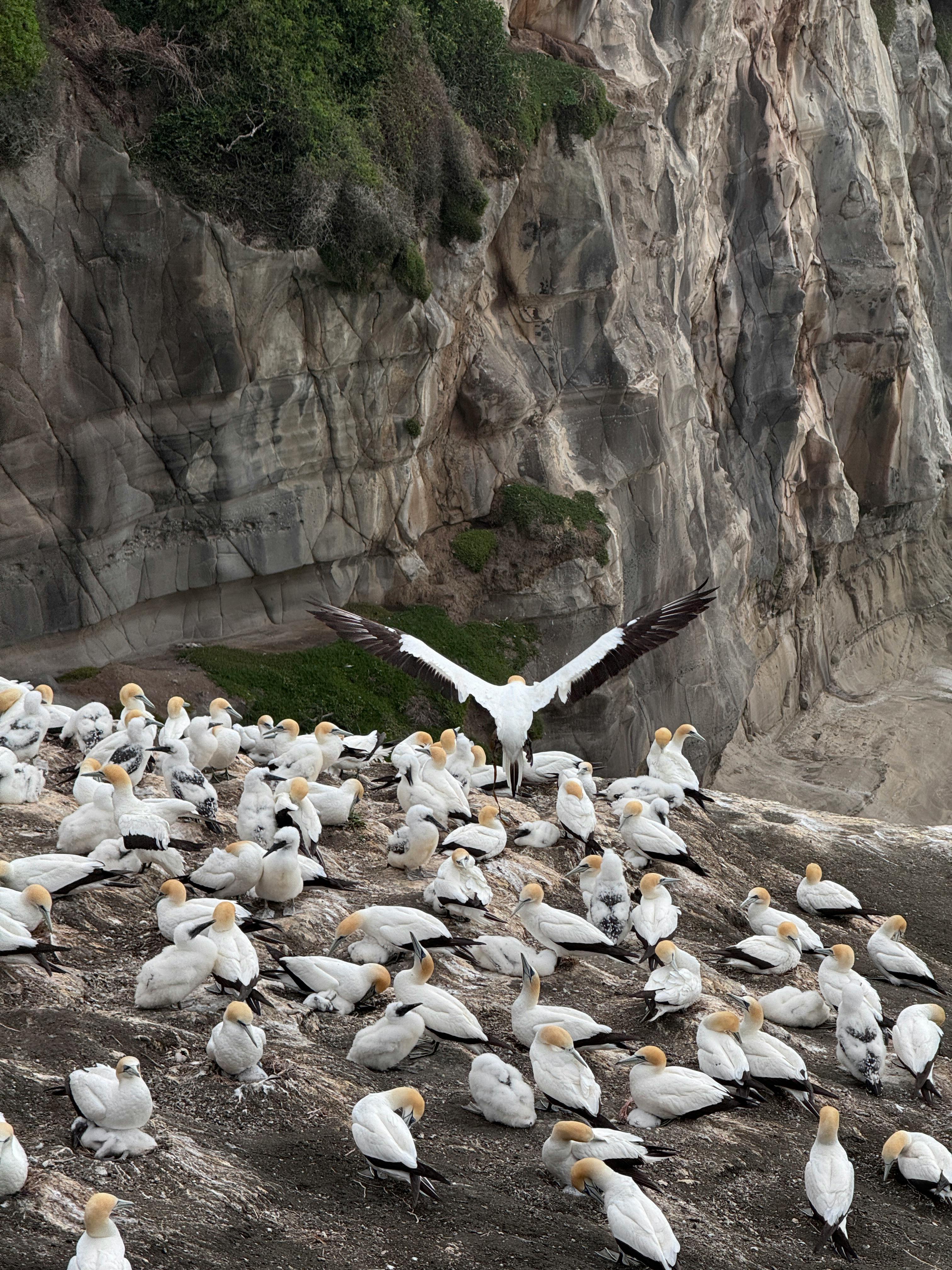 Auckland Bird Ye View Photos, Download The BEST Free Auckland Bird Ye ...