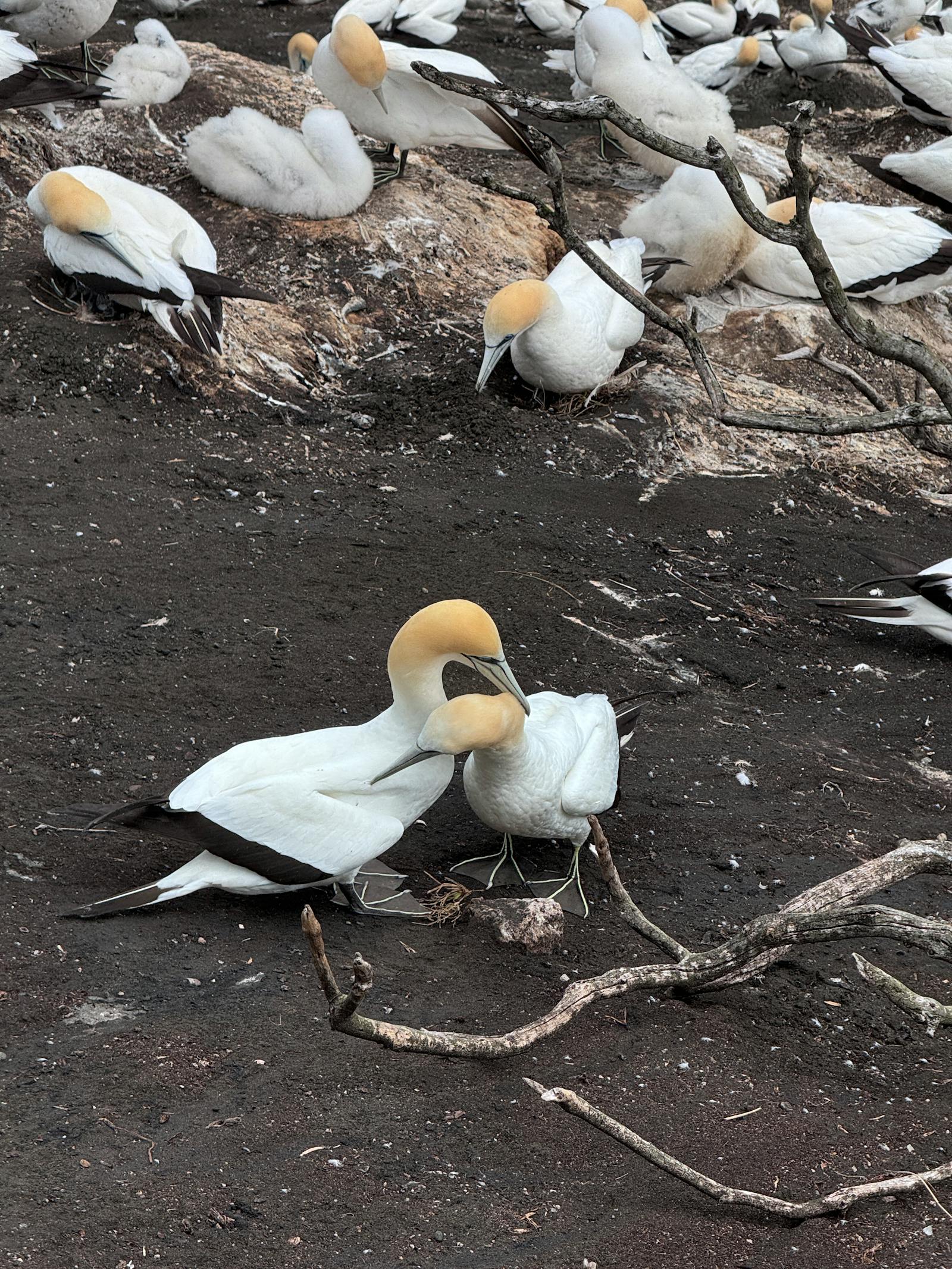 Valensiya S Photos, Download The BEST Free Valensiya S Stock Photos ...