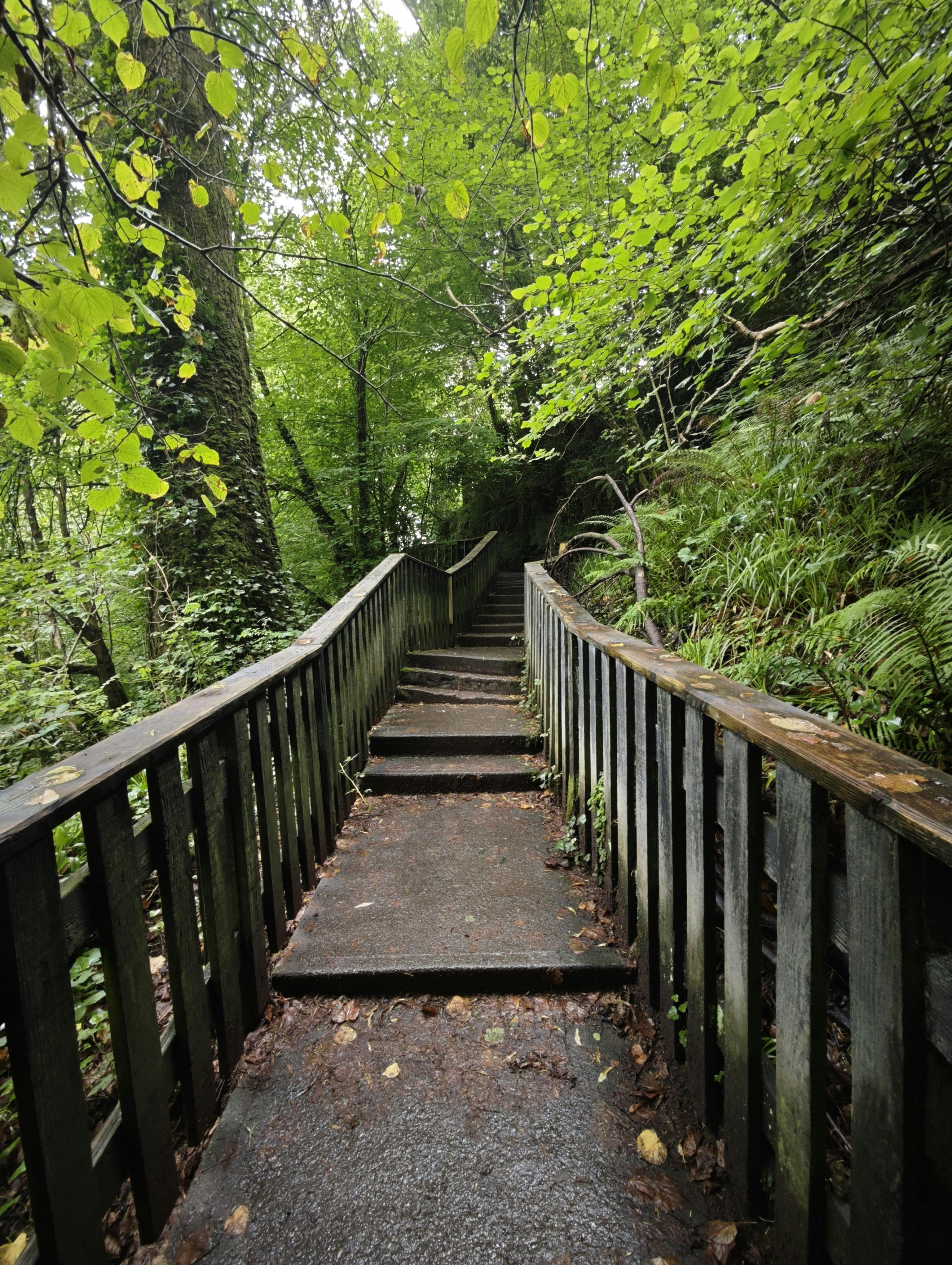 Forest Staircase Photos, Download The BEST Free Forest Staircase Stock ...