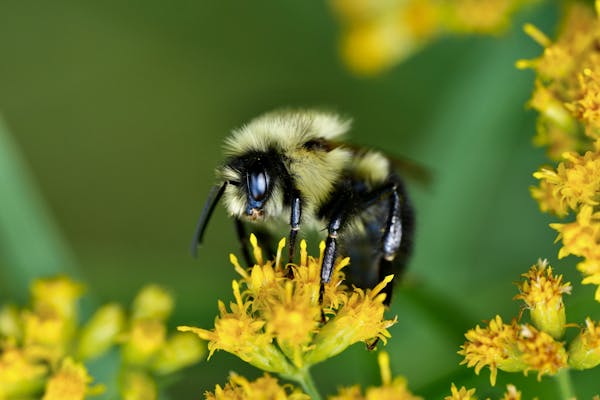 Bumblebee Photos, Download The BEST Free Bumblebee Stock Photos & HD Images