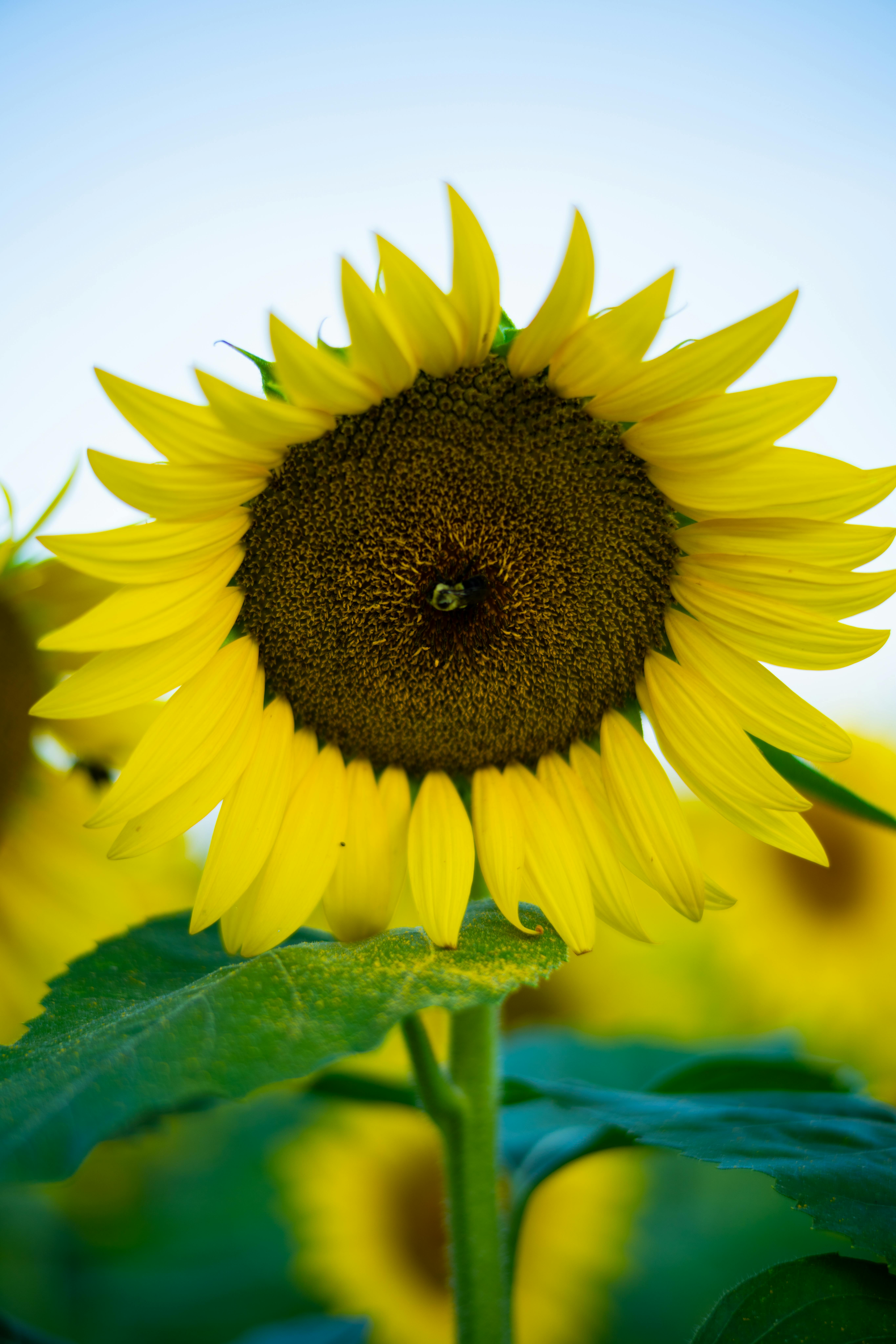 August Images Photos, Download The BEST Free August Images Stock Photos ...