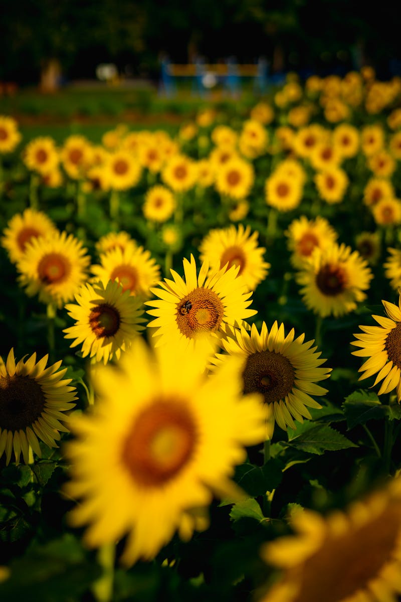 Photography Wallpaper Photos, Download The BEST Free Photography ...