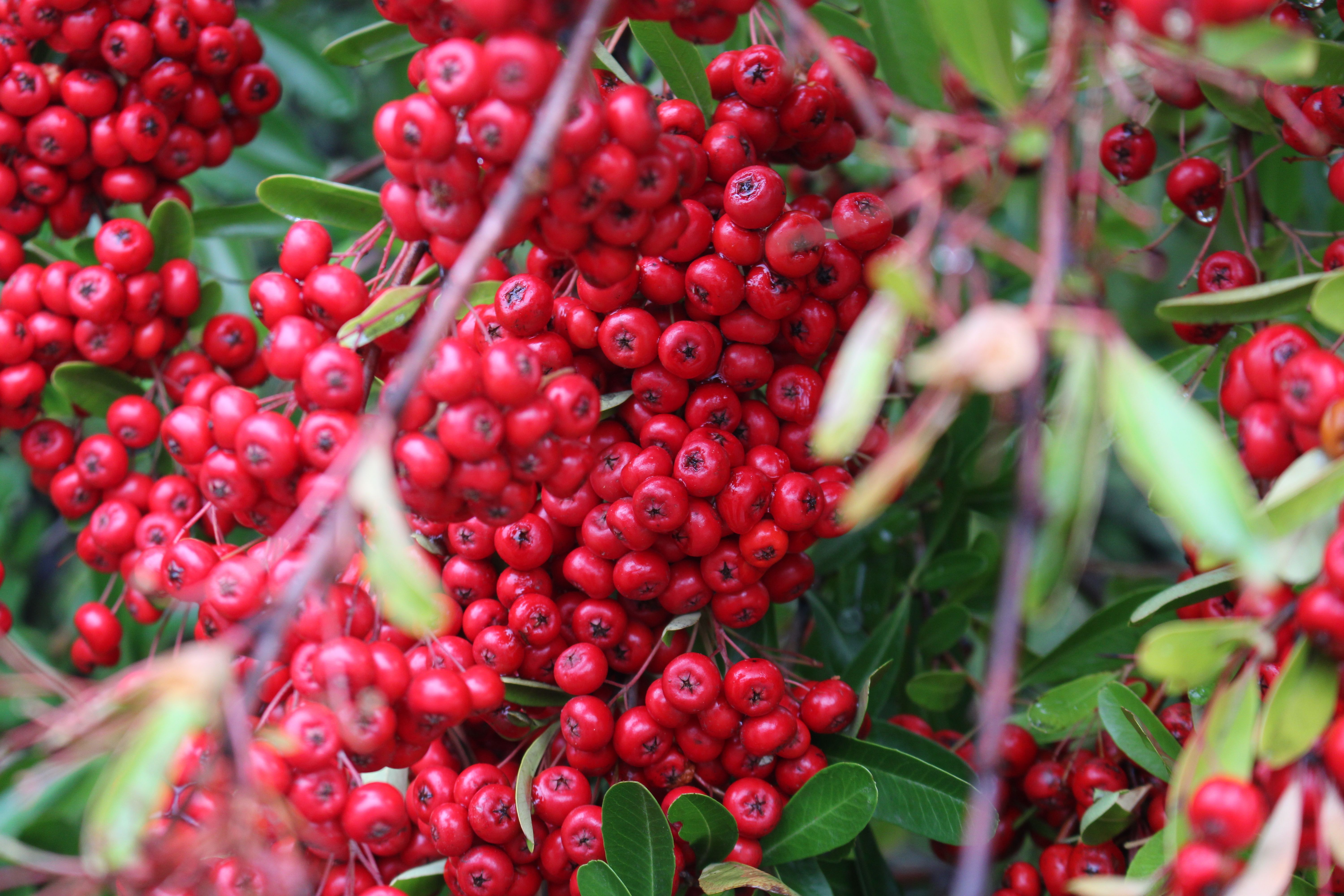 Shrub Photos, Download The BEST Free Shrub Stock Photos & HD Images