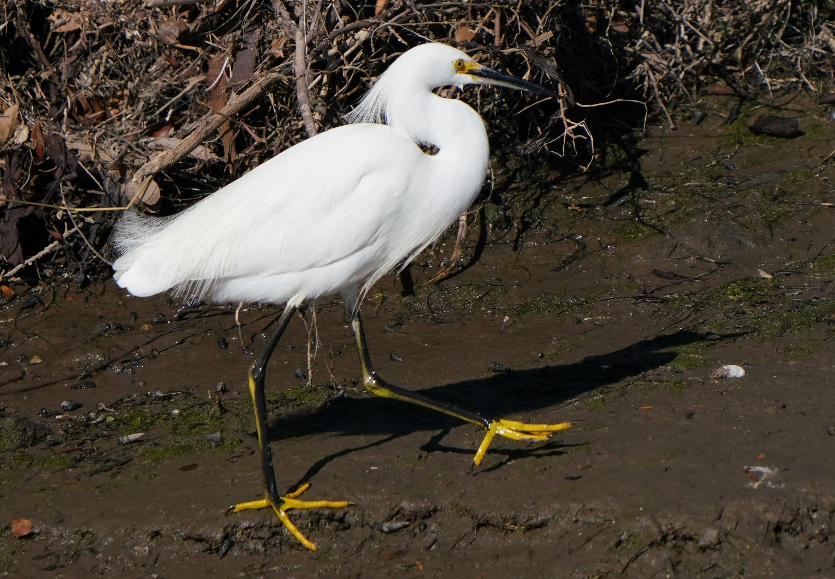 Midget+Feet Photos, Download The BEST Free Midget+Feet Stock Photos ...