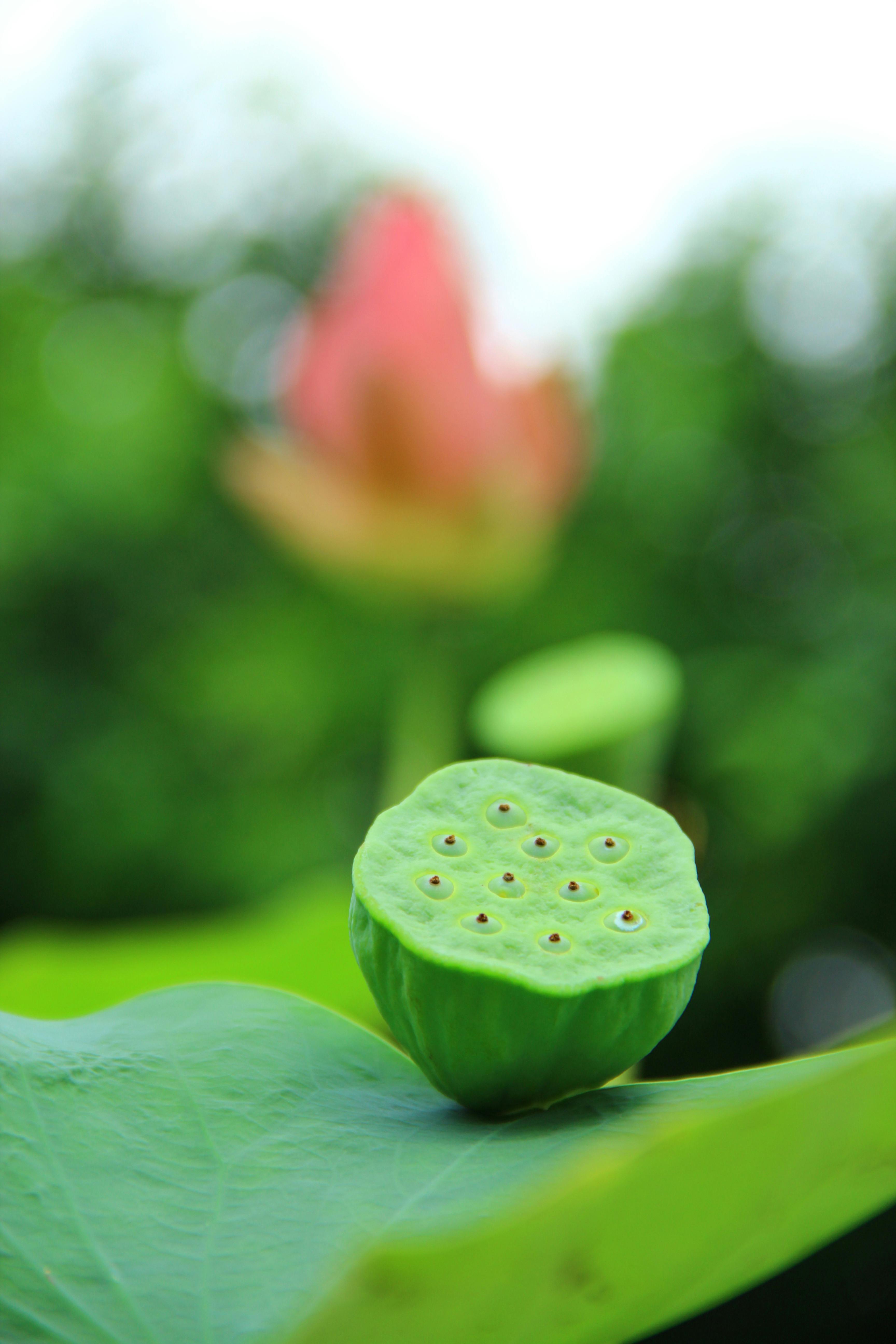 Stem Background Photos, Download The BEST Free Stem Background Stock ...