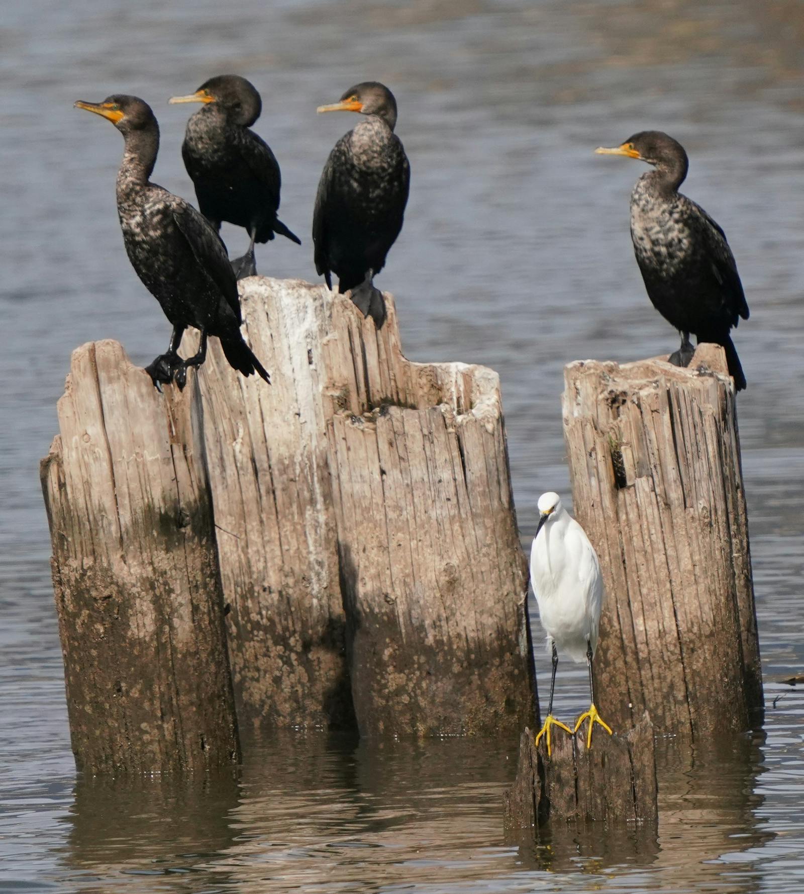 Midget+Feet Photos, Download The BEST Free Midget+Feet Stock Photos ...