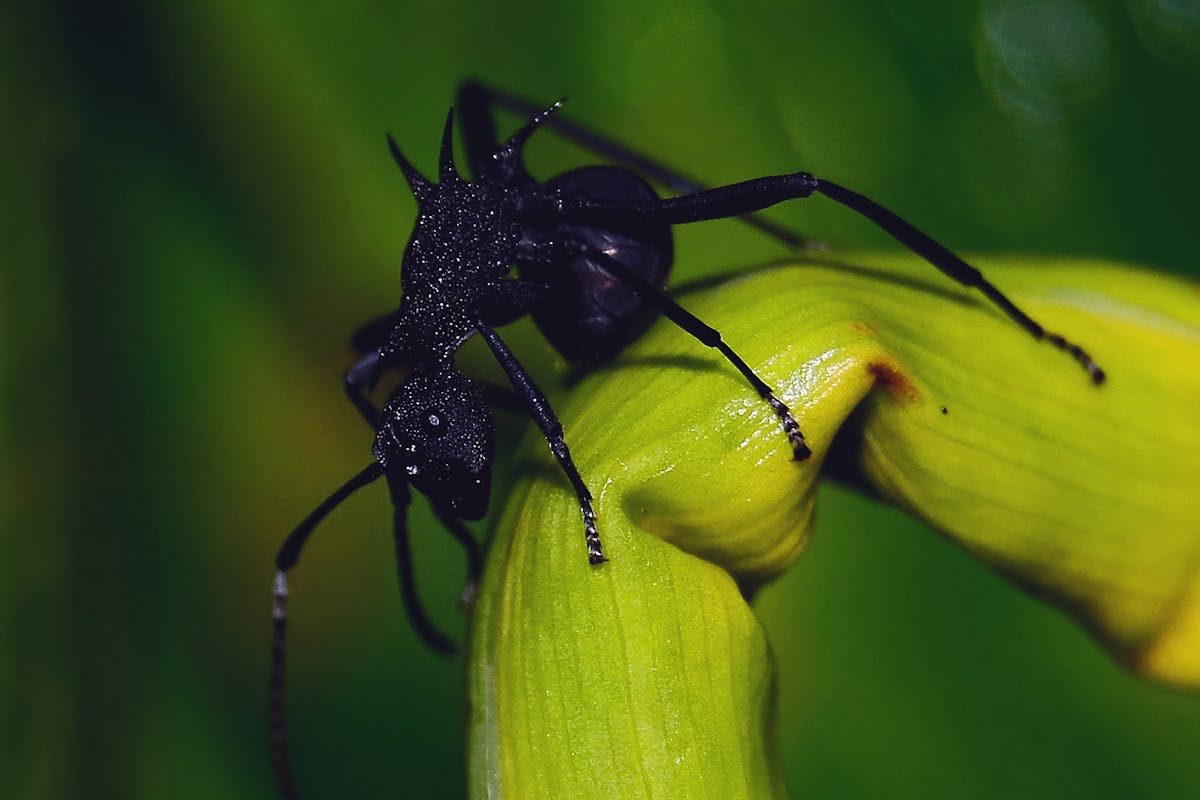 Ant Cartoon Images Photos, Download The BEST Free Ant Cartoon Images ...