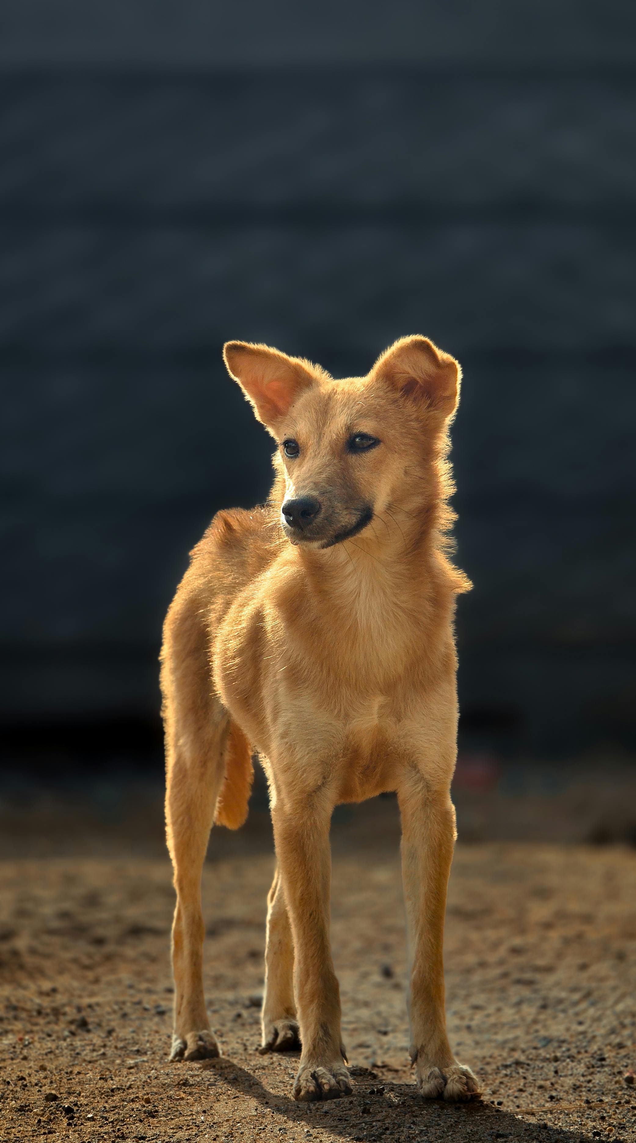 Street Dog Photos, Download The BEST Free Street Dog Stock Photos & HD ...