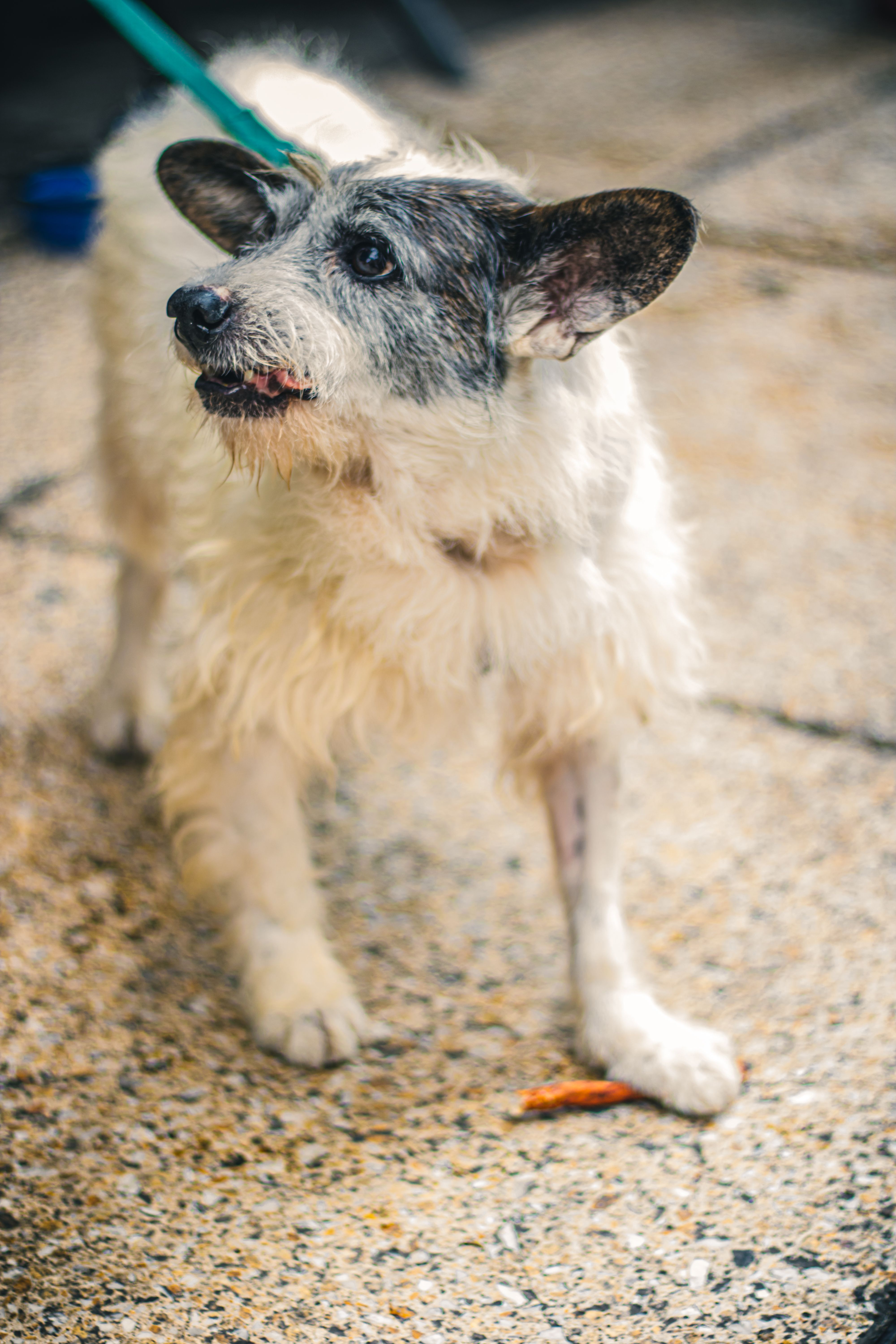 Adorable Scruffy Dog on Leash in Mexico City · Free Stock Photo