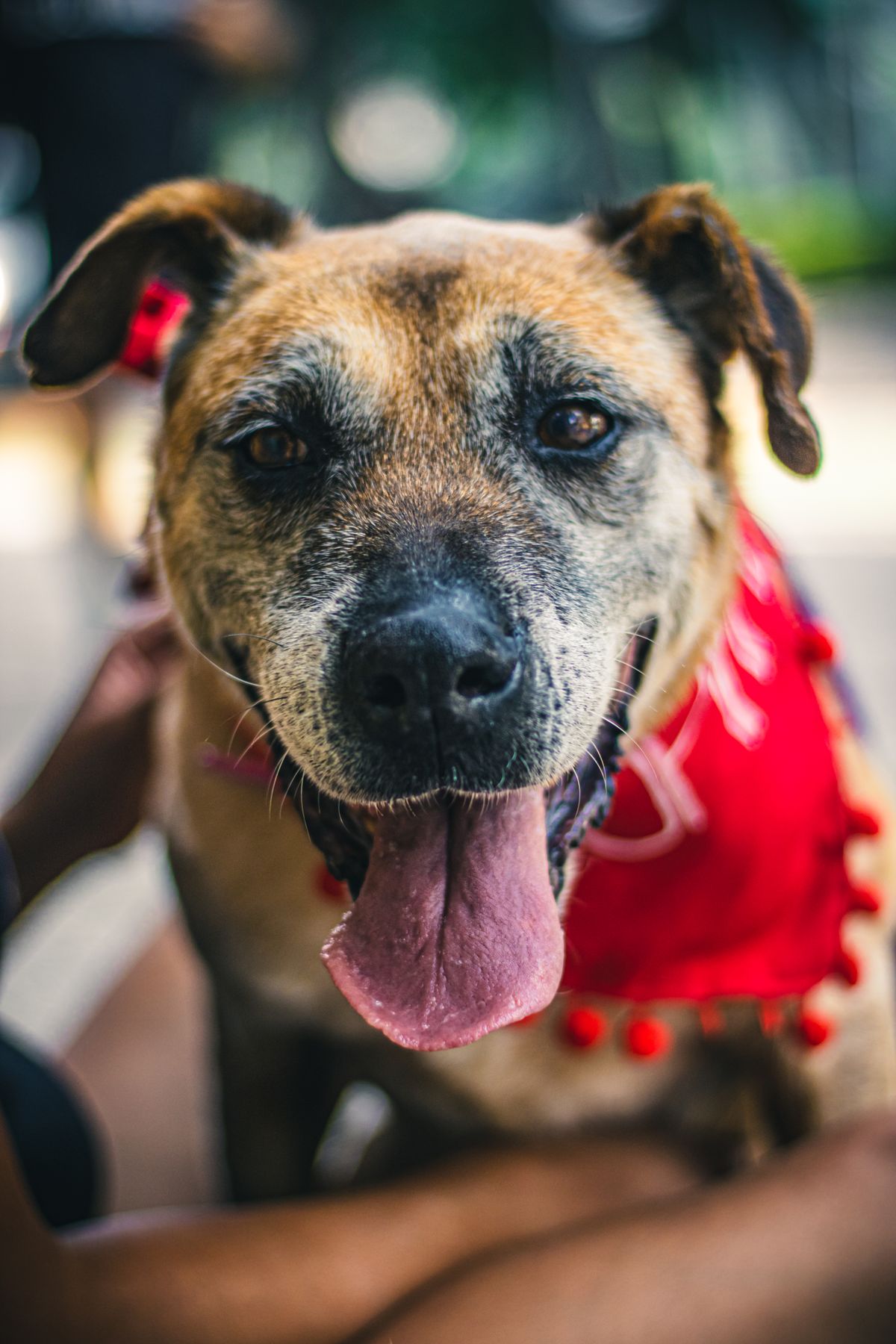 Dog Face Photos, Download The BEST Free Dog Face Stock Photos & HD Images