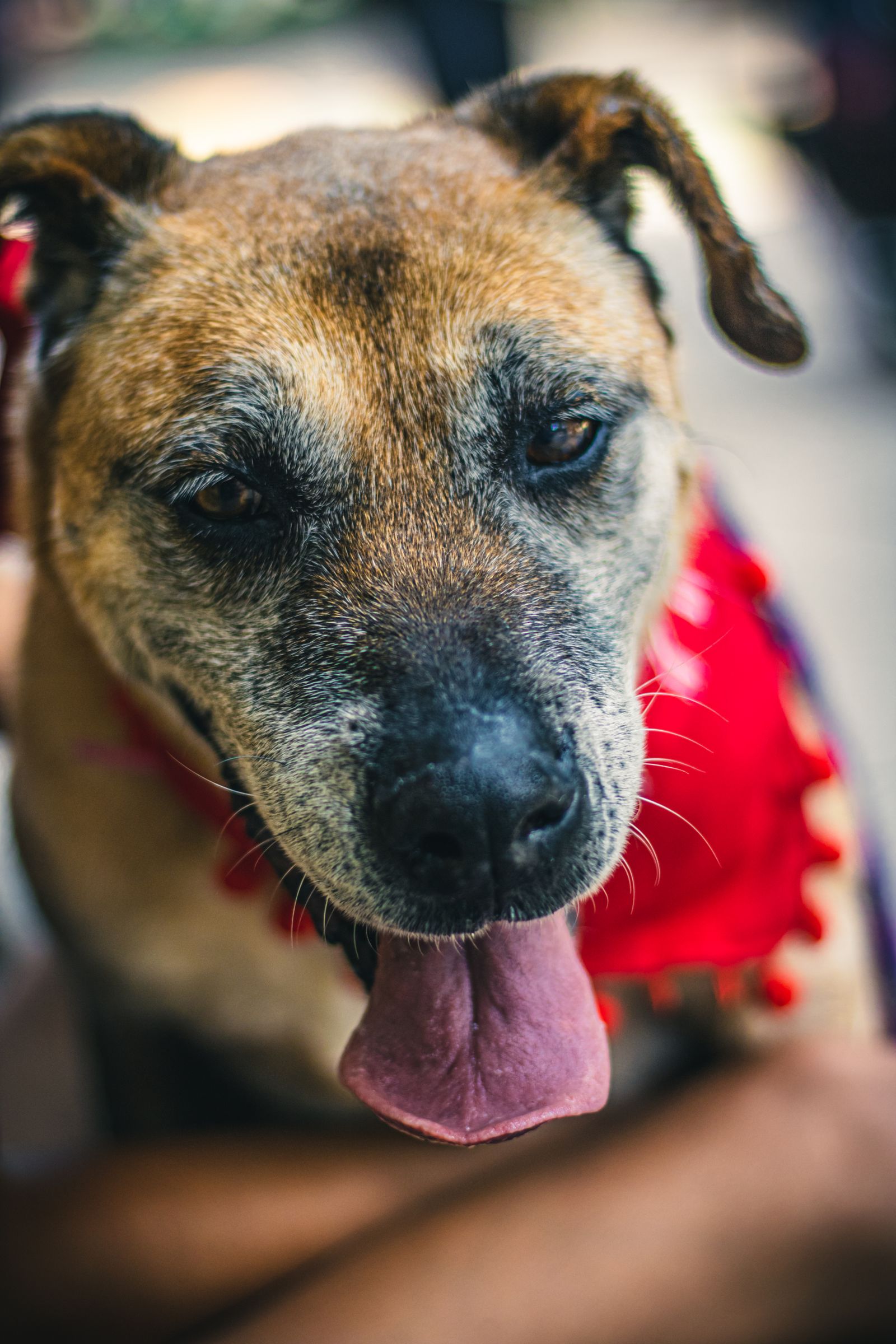 Smiling Dog Photos, Download The BEST Free Smiling Dog Stock Photos ...