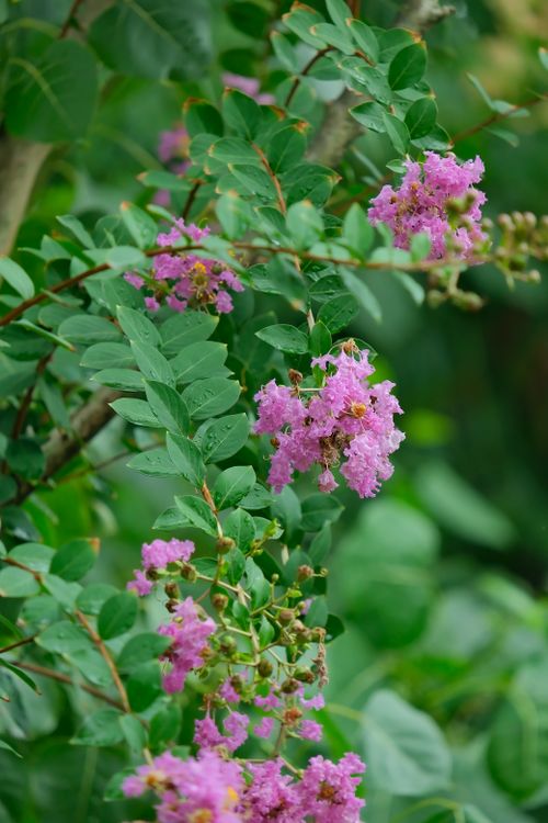 Vibrant Crape Myrtle Blossoms in Summer Garden · Free Stock Photo
