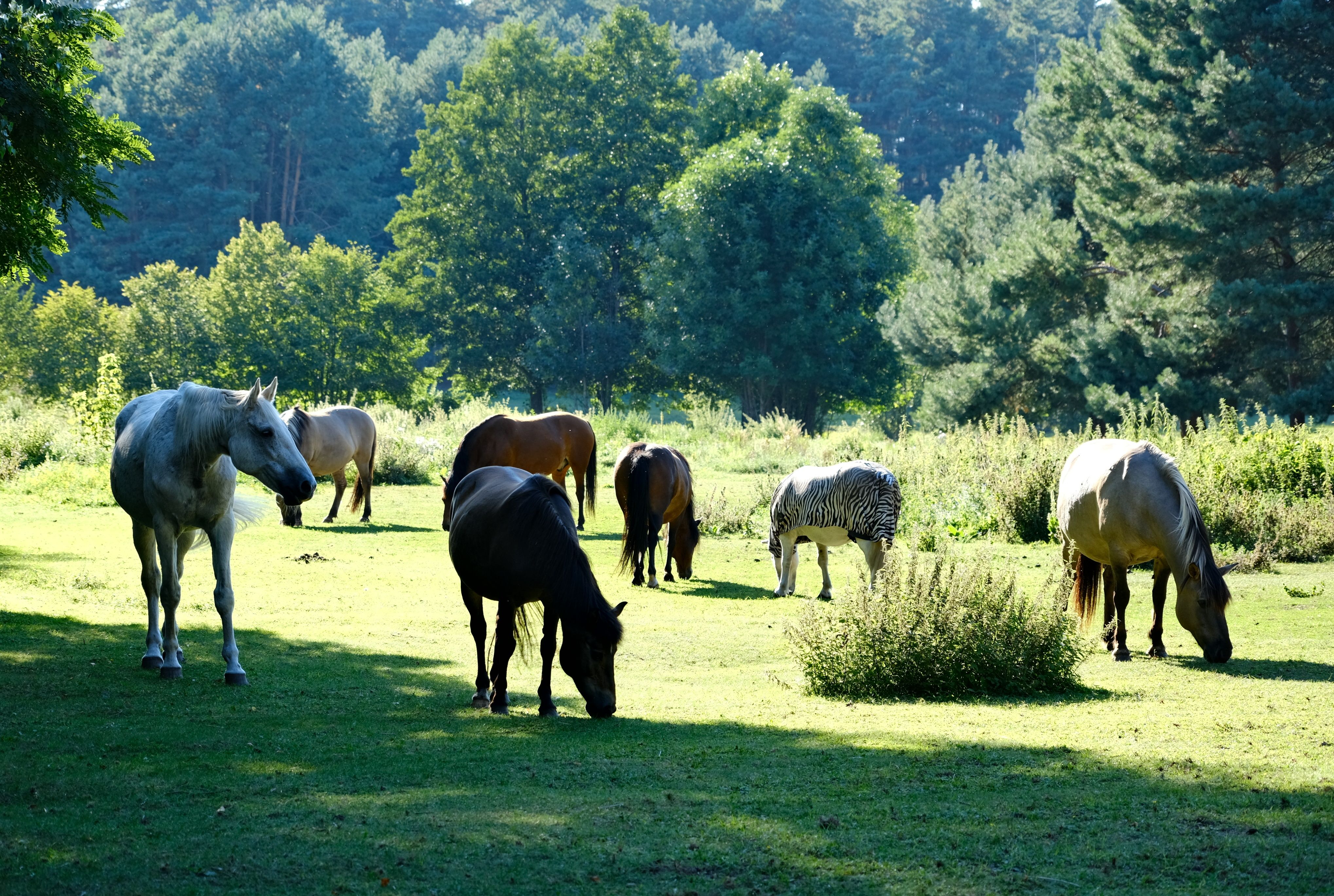 Animals In Nature Photos, Download The BEST Free Animals In Nature ...