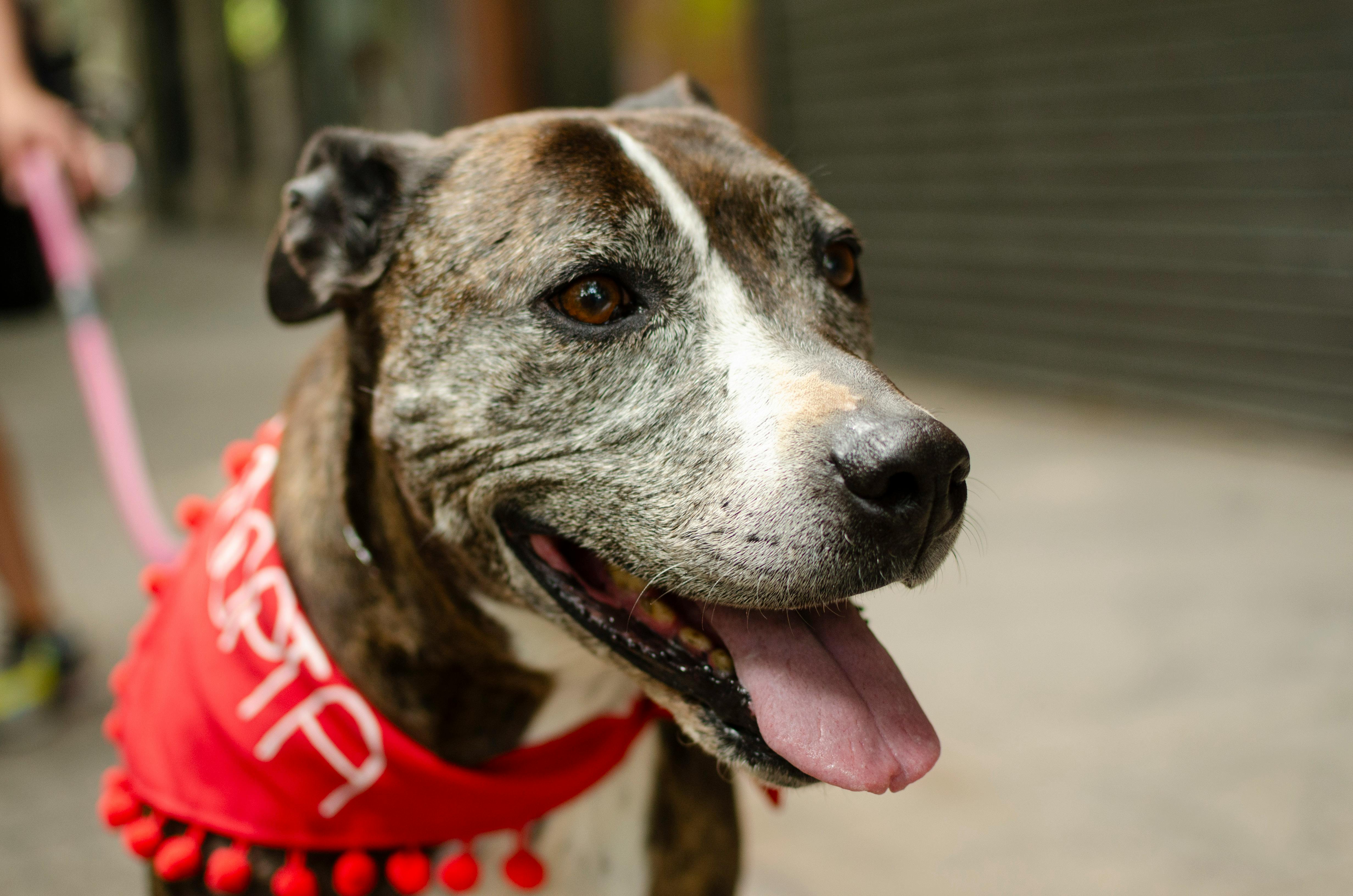 Animal Rescue Photos, Download The BEST Free Animal Rescue Stock Photos ...