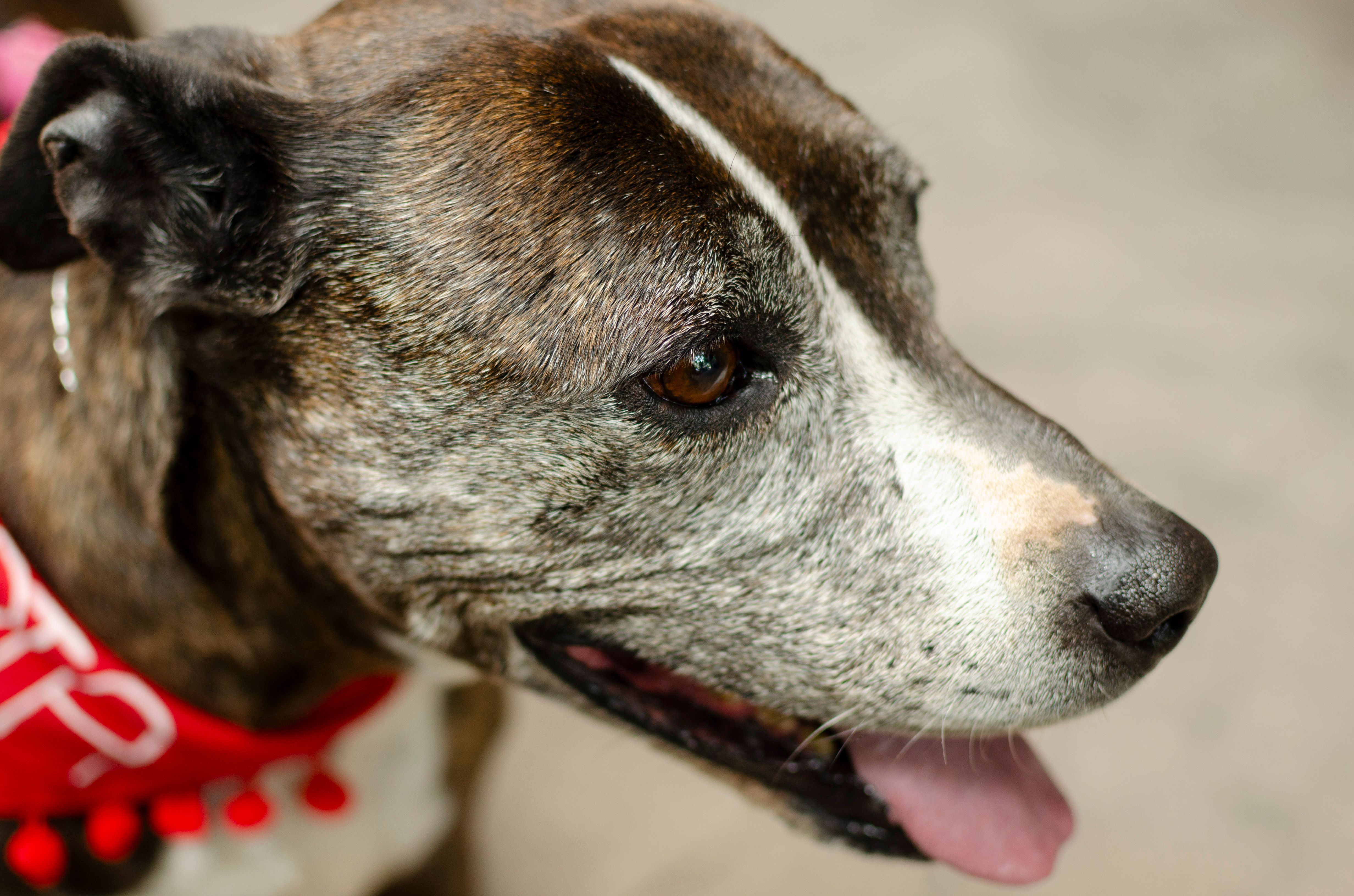 Dog Face Photos, Download The BEST Free Dog Face Stock Photos & HD Images