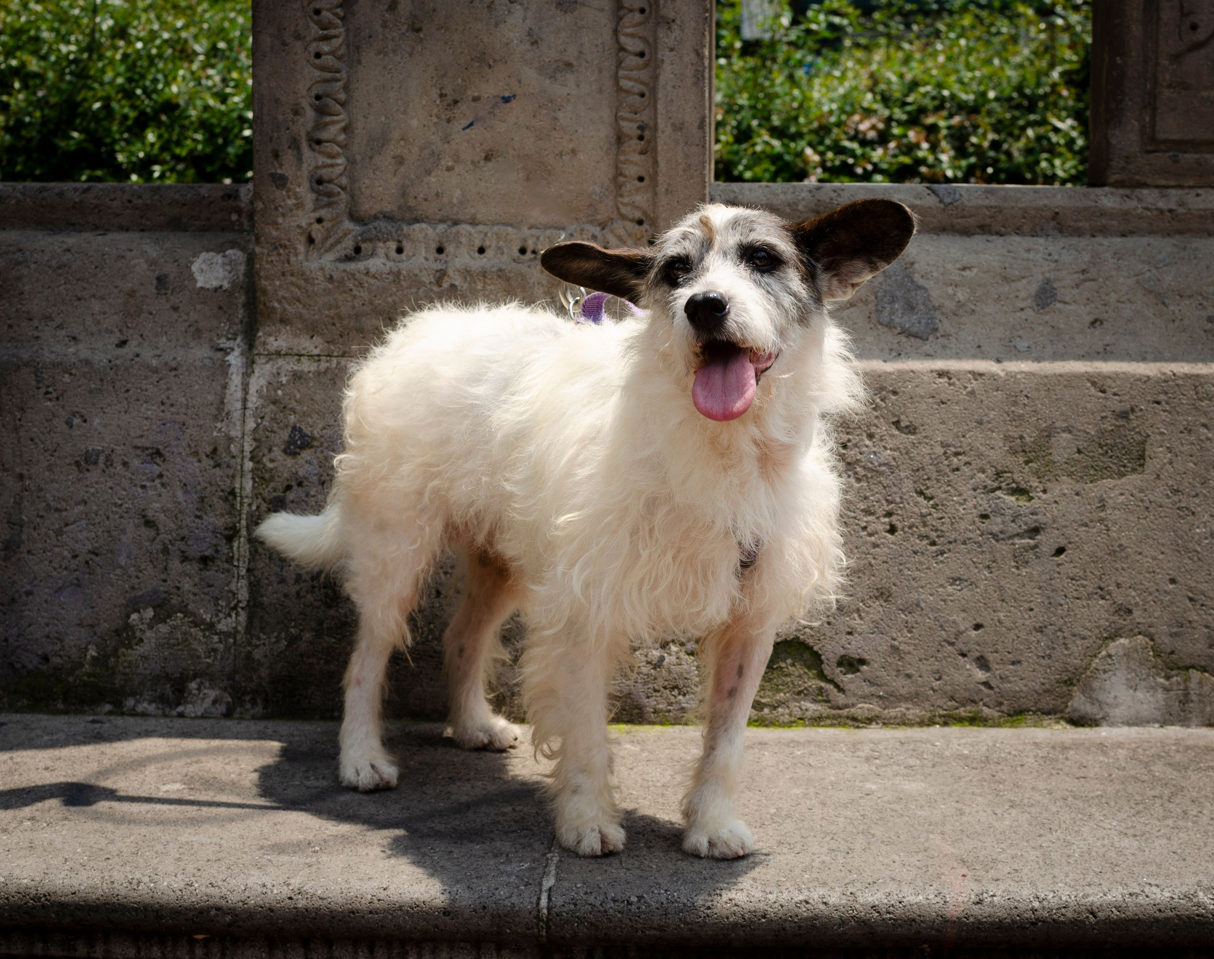 Dog Standing Photos, Download The BEST Free Dog Standing Stock Photos ...