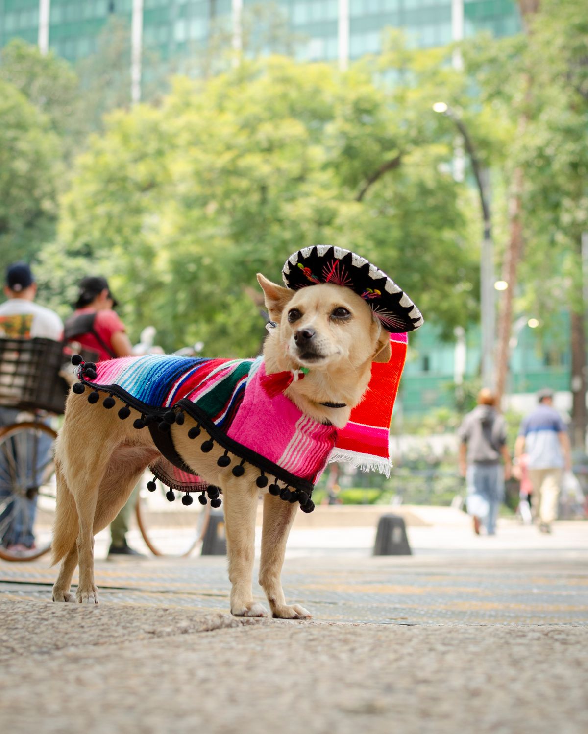 309.570+ Fotos y Imágenes de Perro con traje Gratis · Banco de Fotos Gratis