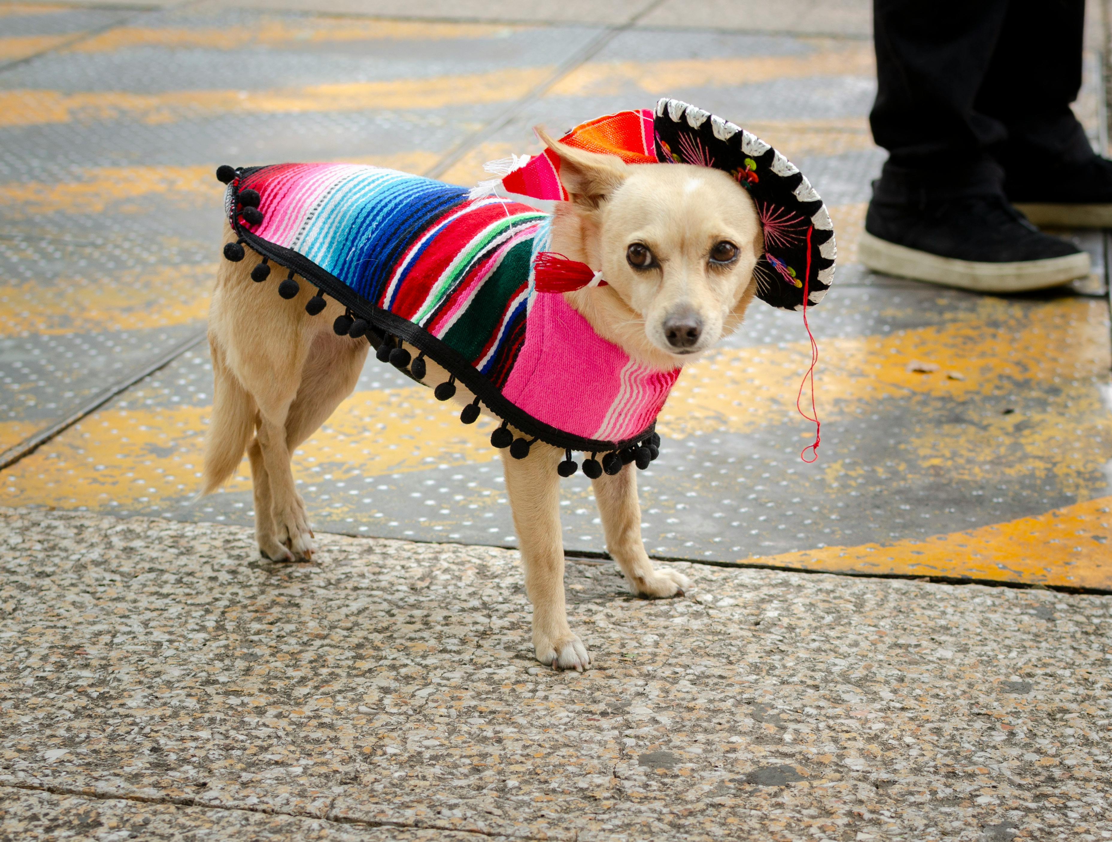 Fiesta Photos, Download The BEST Free Fiesta Stock Photos & HD Images