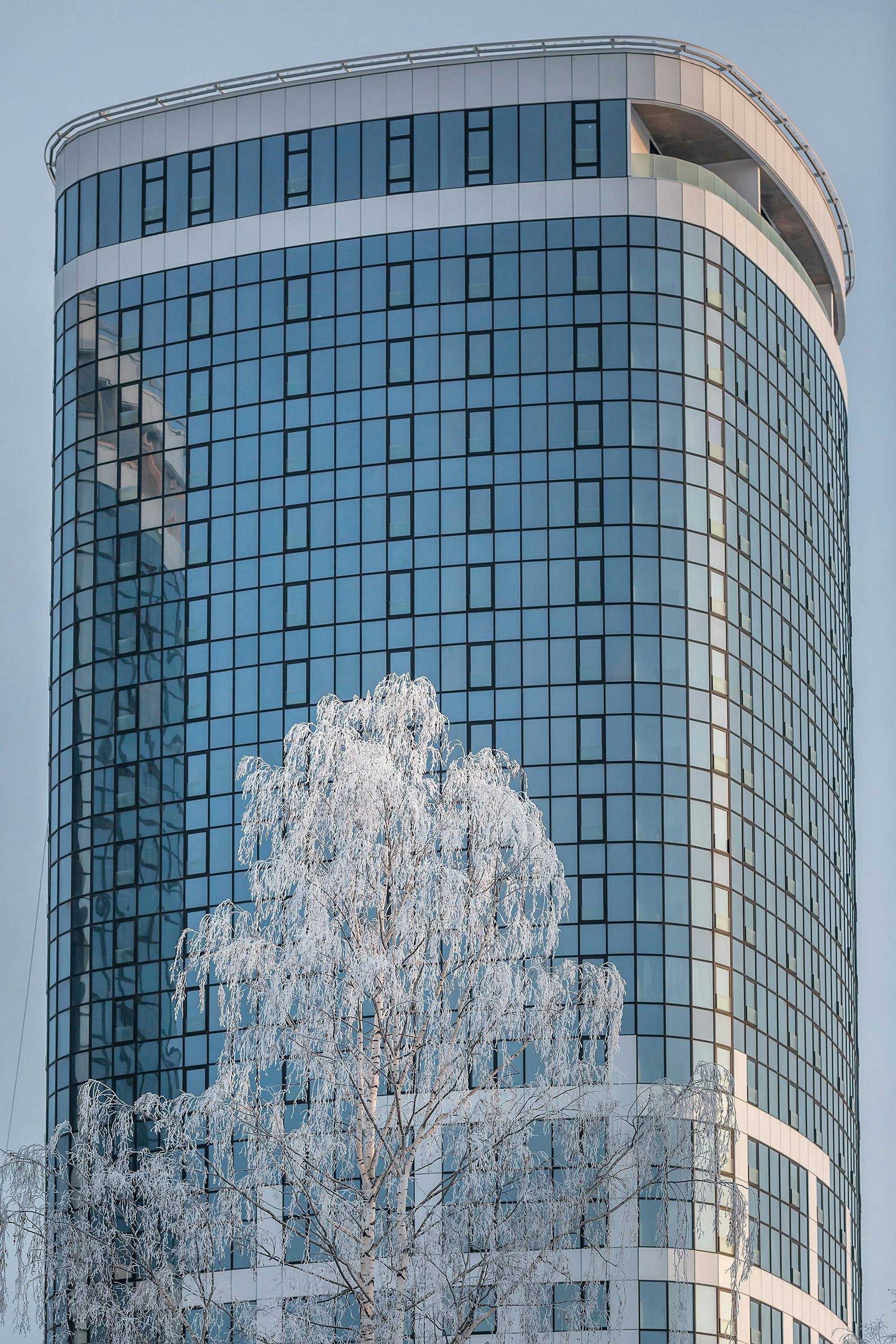 Birch Tree Photos, Download The BEST Free Birch Tree Stock Photos & HD ...